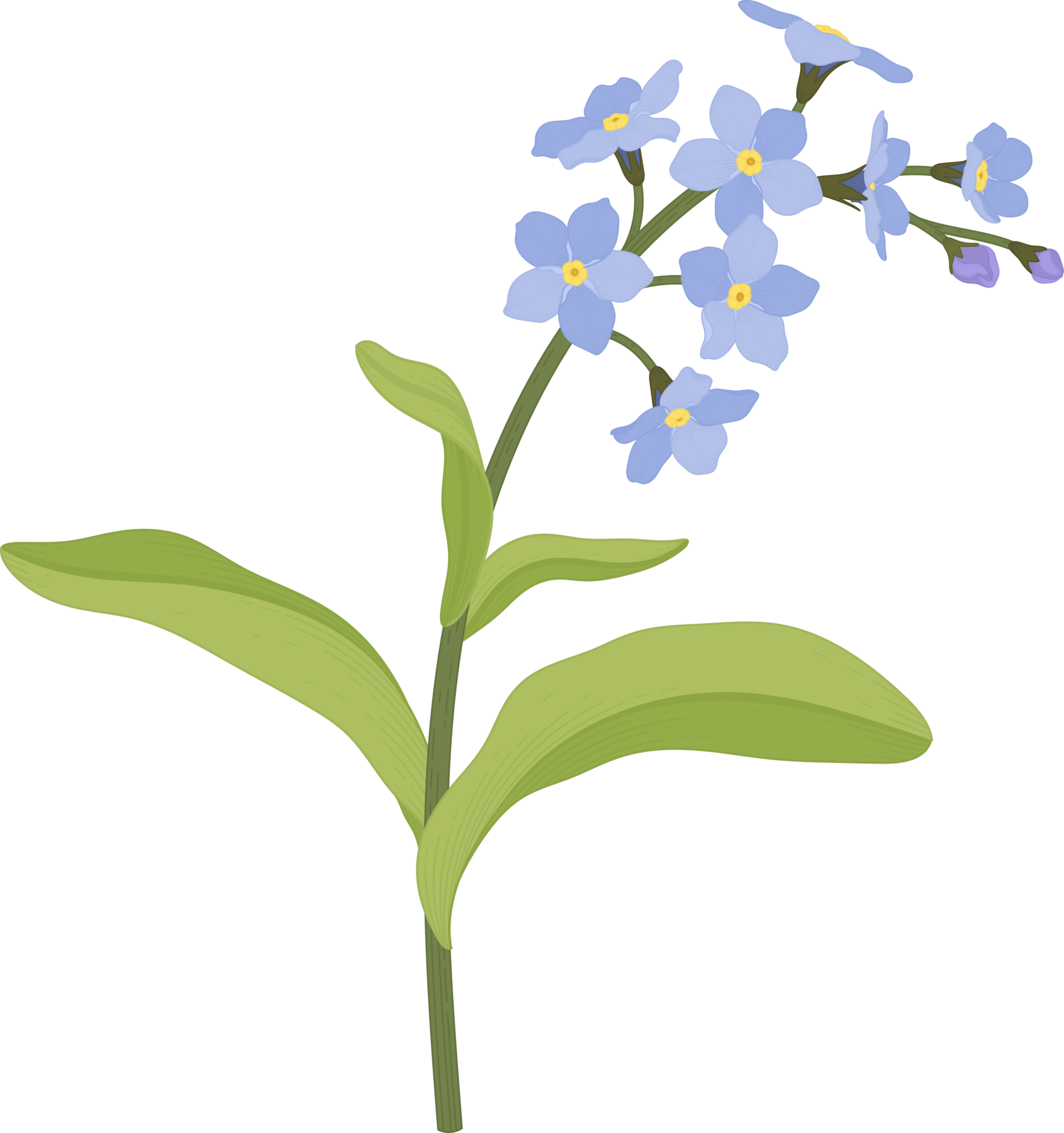 Blue forget me not flower hand drawn illustration. 10173473 PNG Blue forget me not flower hand drawn illustration. 10173473 PNG