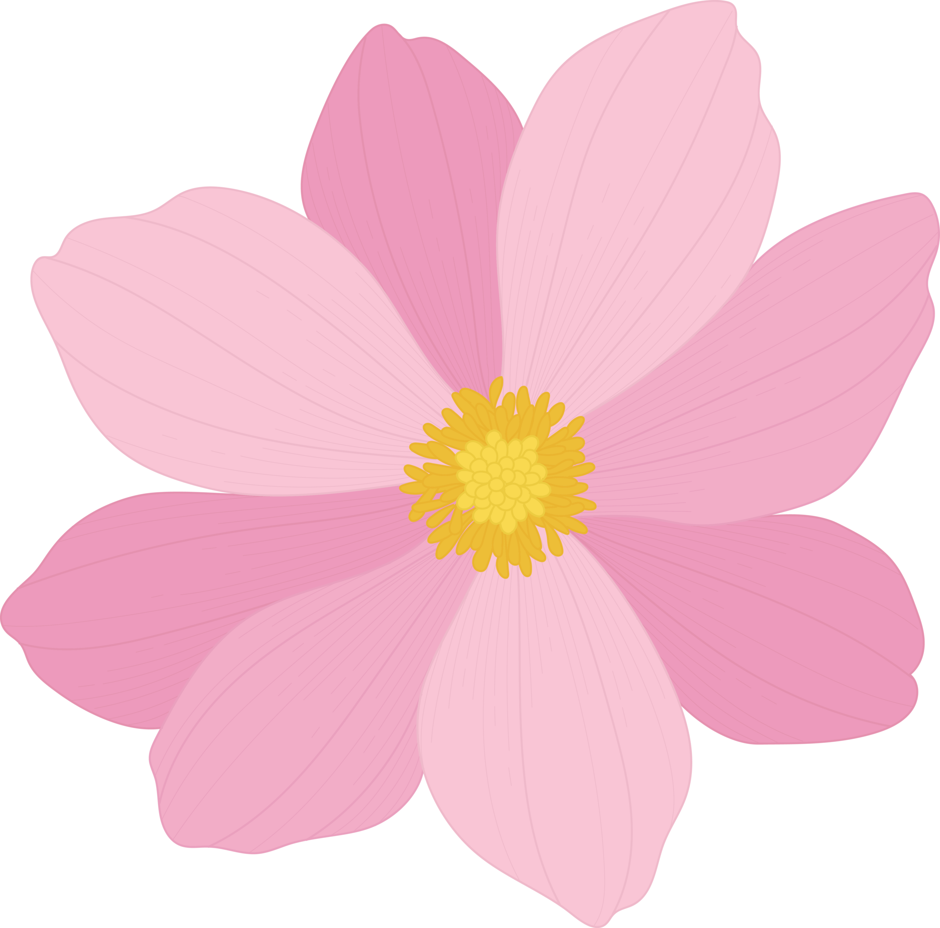 Pink Cosmos Flower Hand Drawn Illustration 10173482 Png