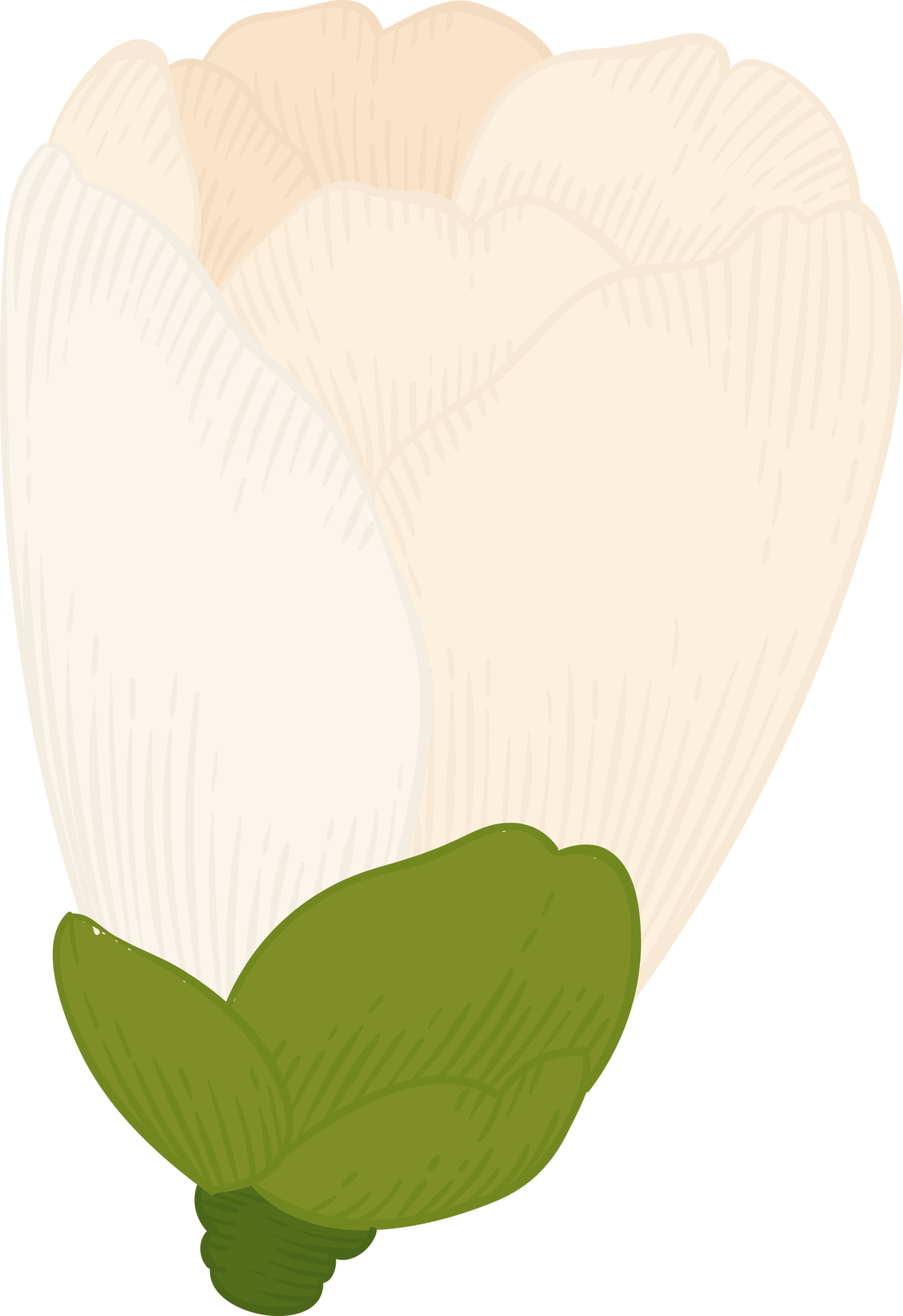White camellia flower hand drawn illustration. 10173628 PNG White camellia flower hand drawn illustration. 10173628 PNG