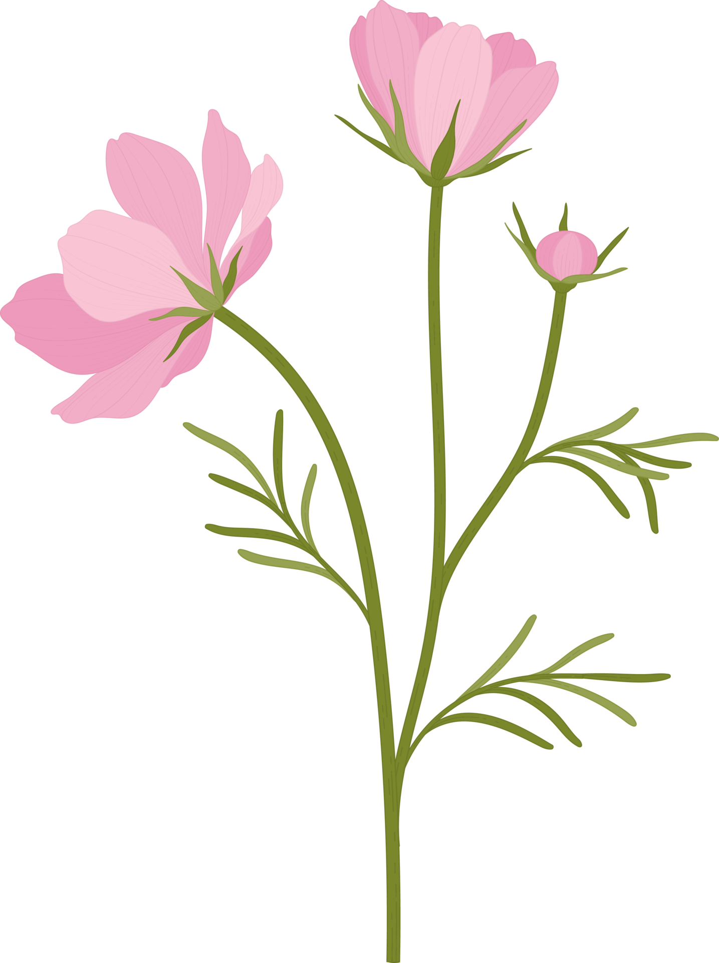 Pink Cosmos Flower Hand Drawn Illustration 10173633 Png