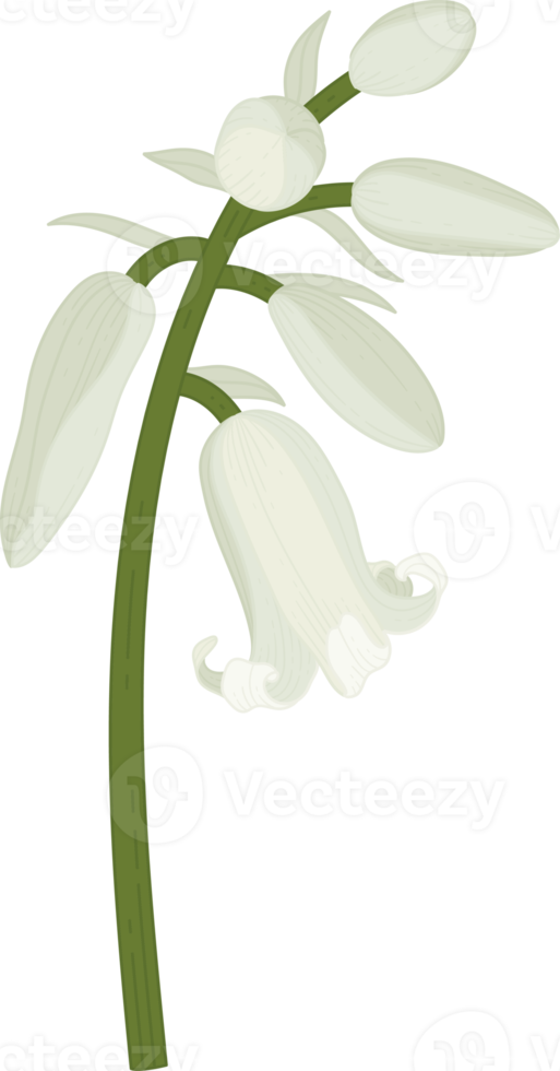 Bluebell flower hand drawn illustration. 10173773 PNG Bluebell flower hand drawn illustration. 10173773 PNG