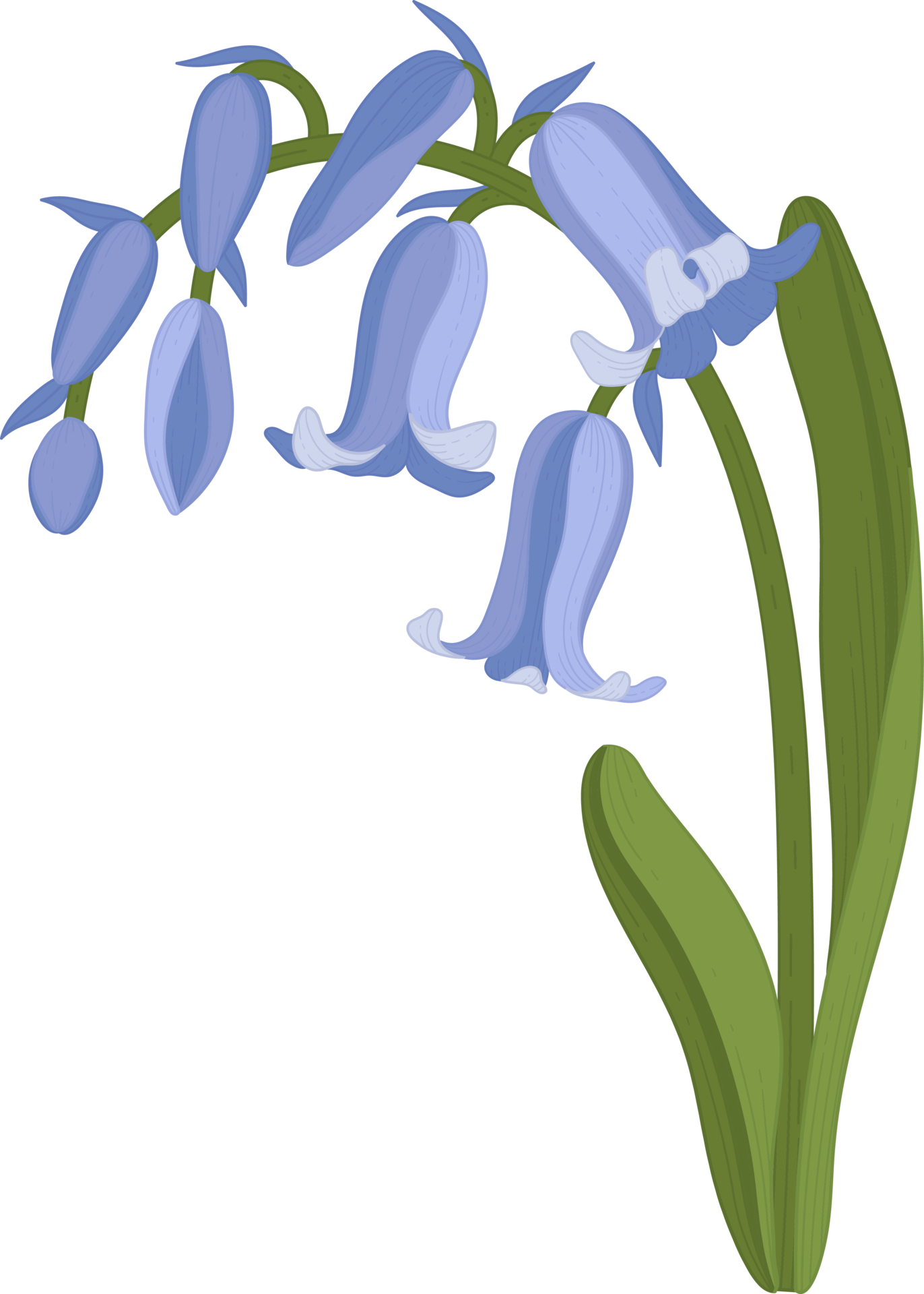Free Bluebell flower hand drawn illustration. 10173824 PNG with ... Free Bluebell flower hand drawn illustration. 10173824 PNG with ...