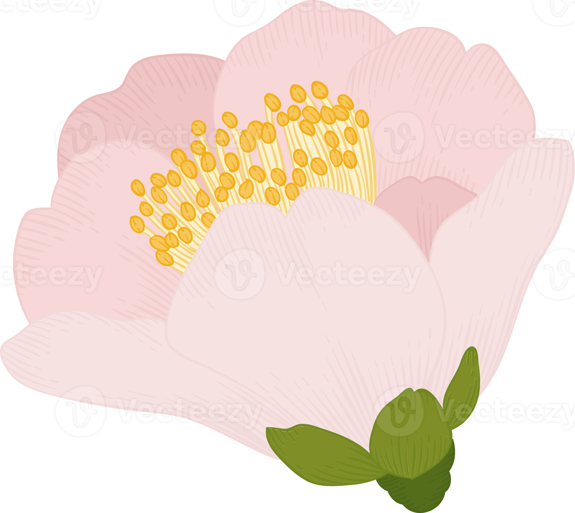 Pink Camellia Flower Hand Drawn Illustration 10173827 Png