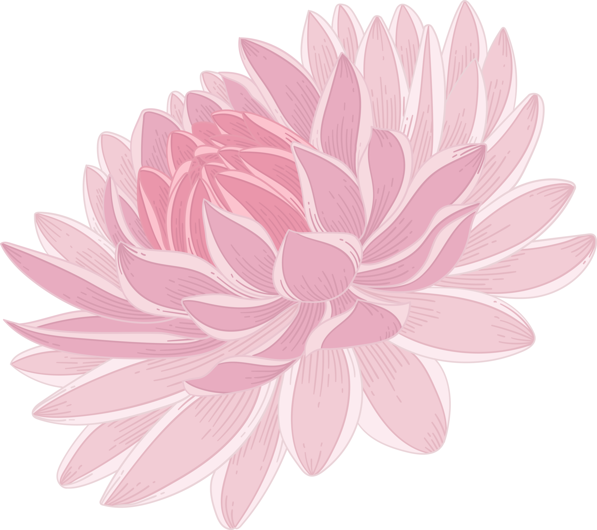 Pink Dahlia Flower Hand Drawn Illustration 10173891 Png