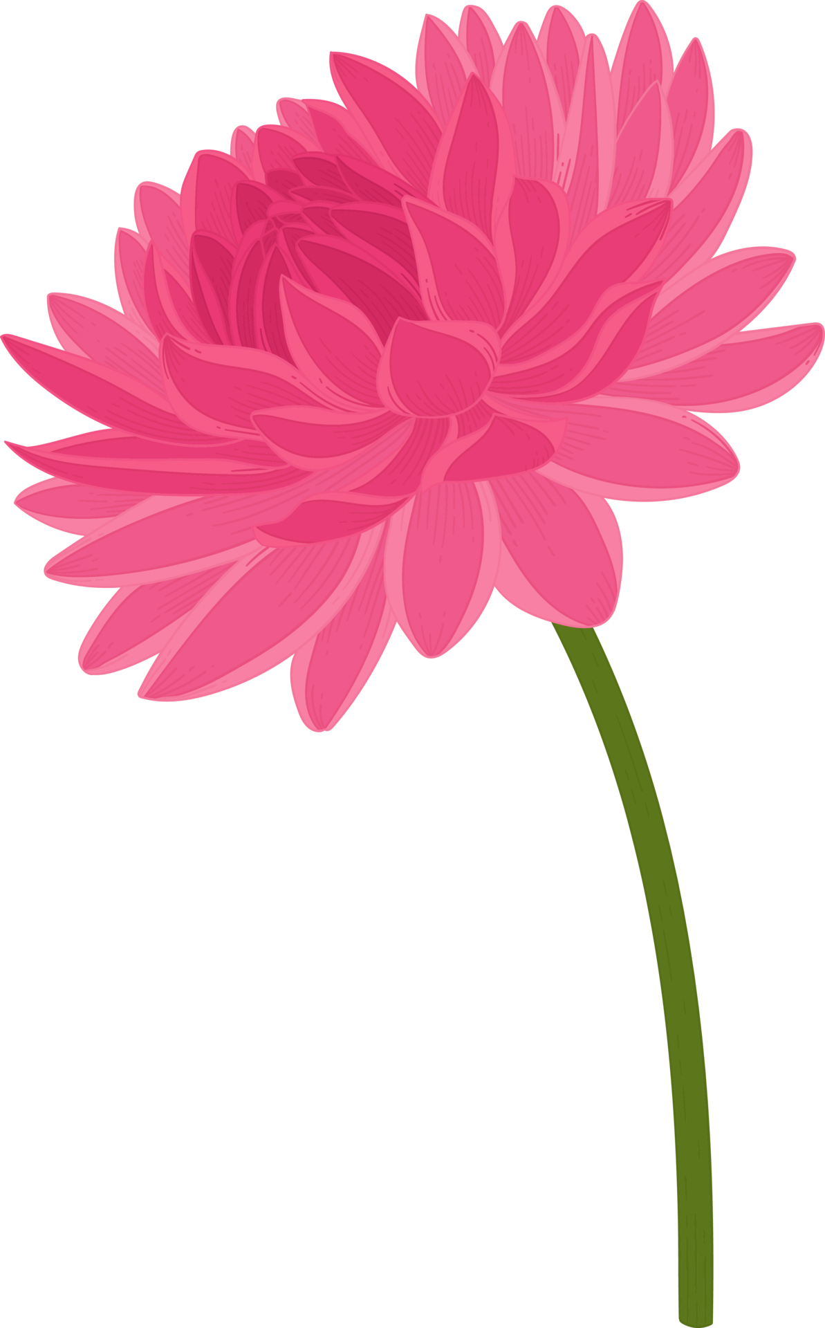 Pink Dahlia Flower Hand Drawn Illustration 10173899 Png