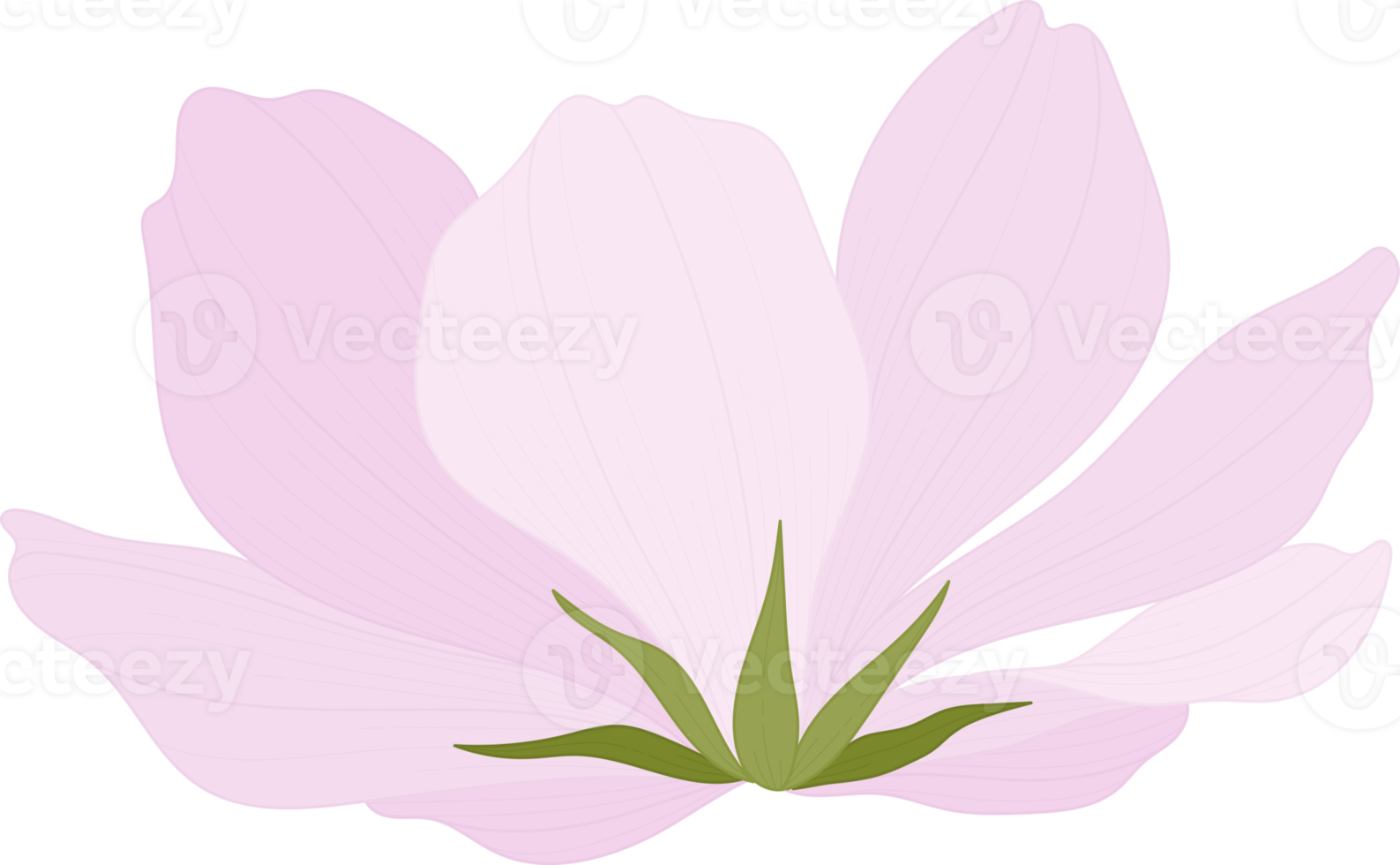 Pink Cosmos Flower Hand Drawn Illustration 10173920 Png