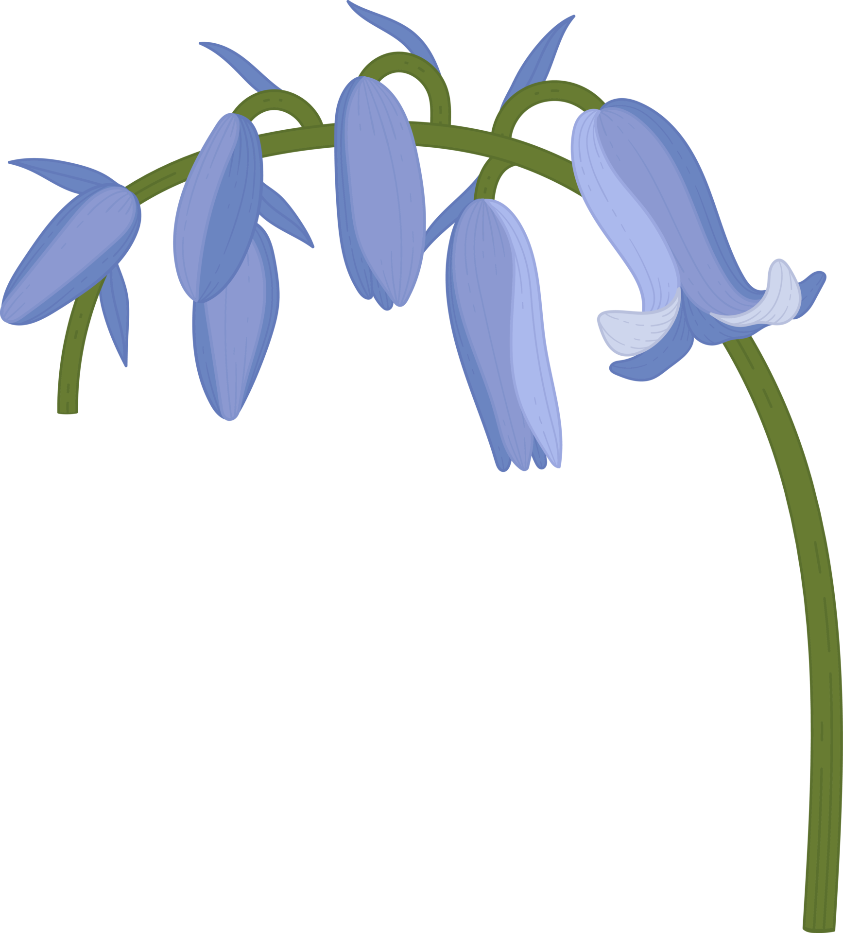 Bluebell Flower Hand Drawn Illustration 10173926 Png