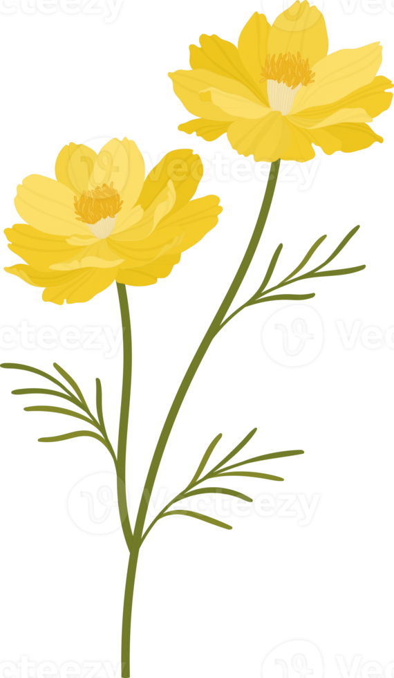 Yellow cosmos flower hand drawn illustration. 10173955 PNG Yellow cosmos flower hand drawn illustration. 10173955 PNG