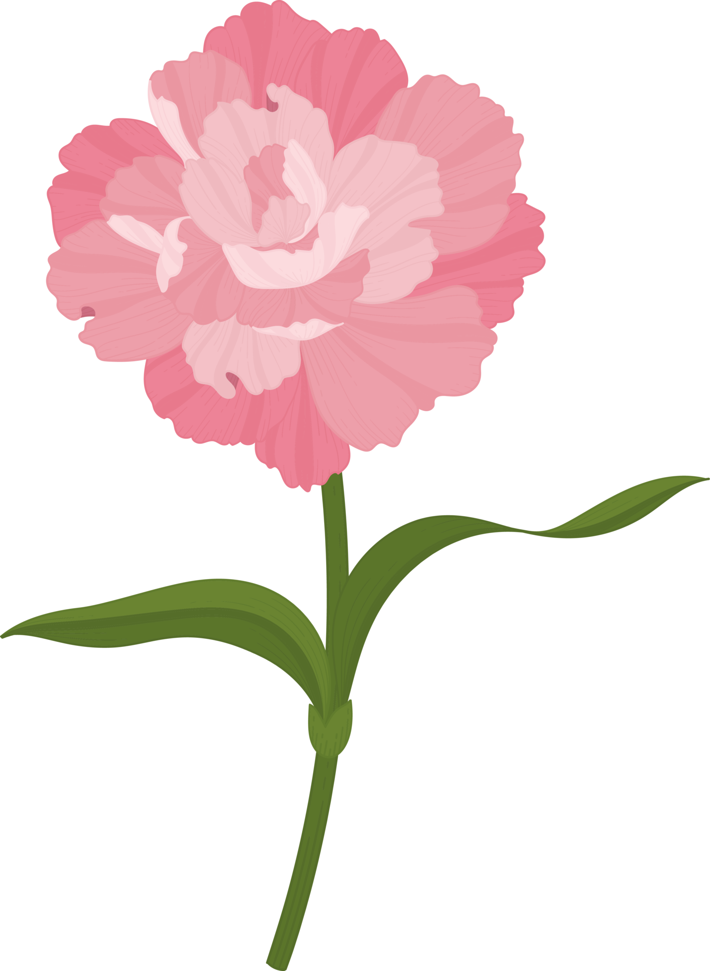 Pink Carnation Flower Hand Drawn Illustration 10173964 Png