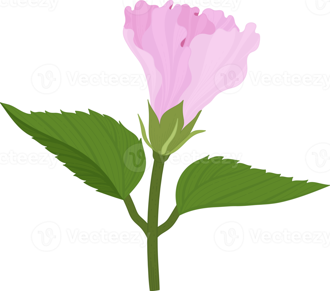 Pink Hibiscus Flower Hand Drawn Illustration 10174085 Png