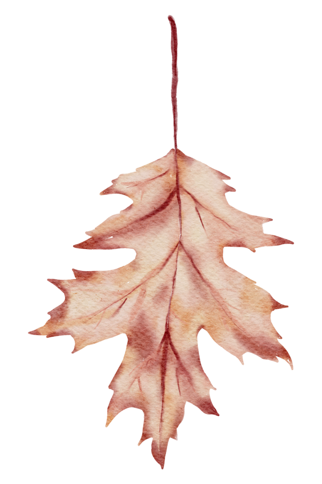 Autumn Leaf watercolor 10195606 PNG