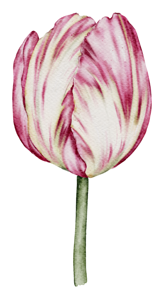 Tulip flower watercolor 10220959 PNG