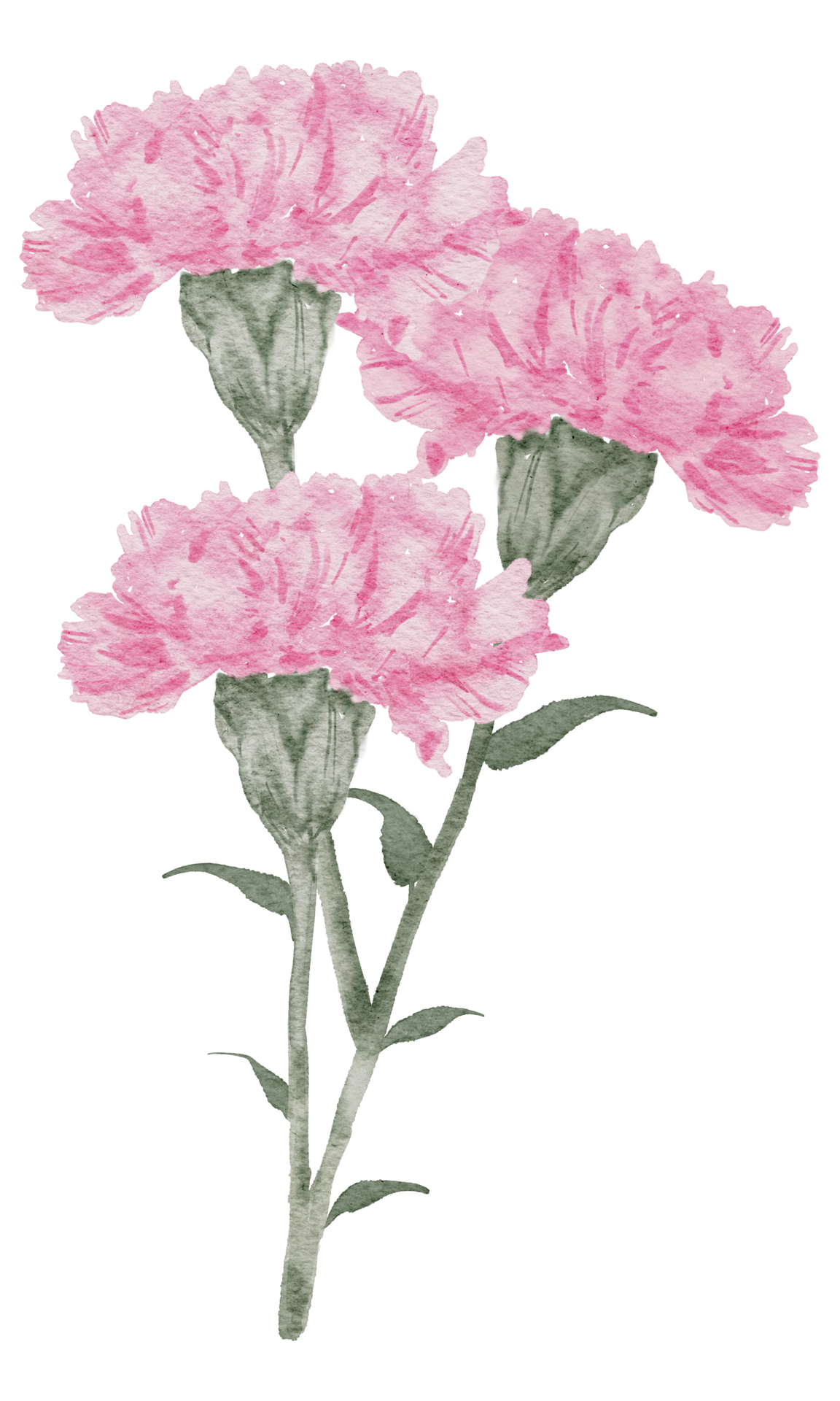 Carnation Watercolor Png Transparent Mothers Day Wate - vrogue.co Carnation Watercolor Png Transparent Mothers Day Wate - vrogue.co