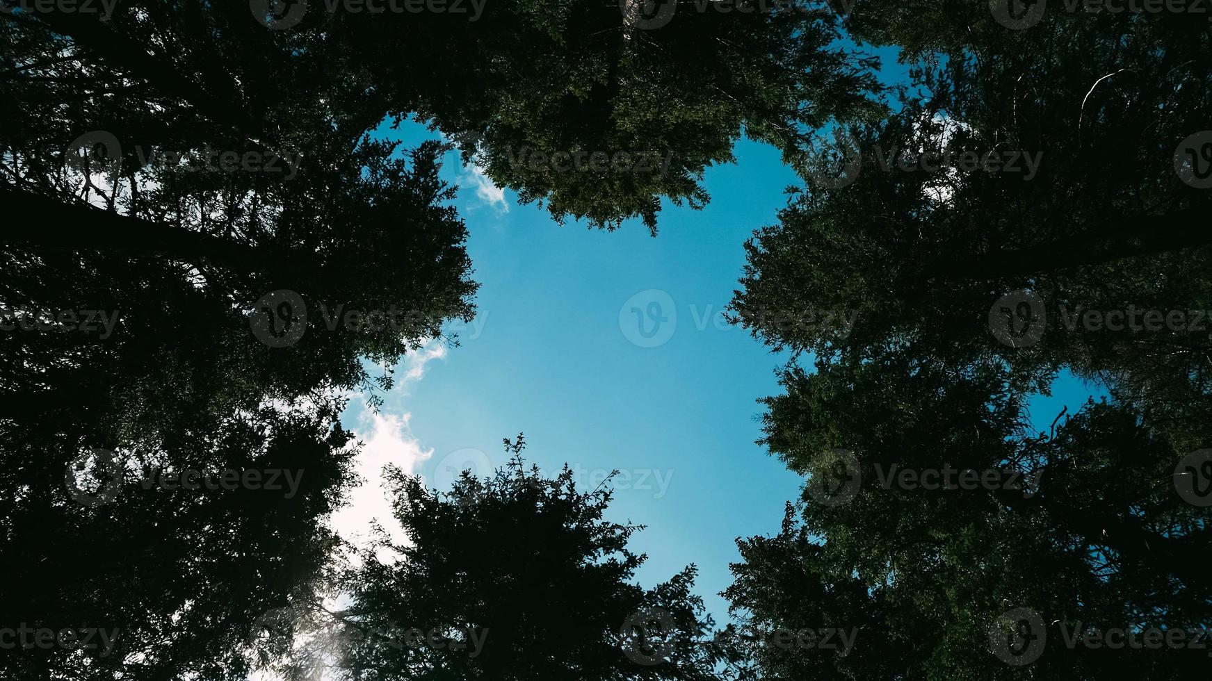 Sky And Trees Stock Photos, Images and Backgrounds for Free Download