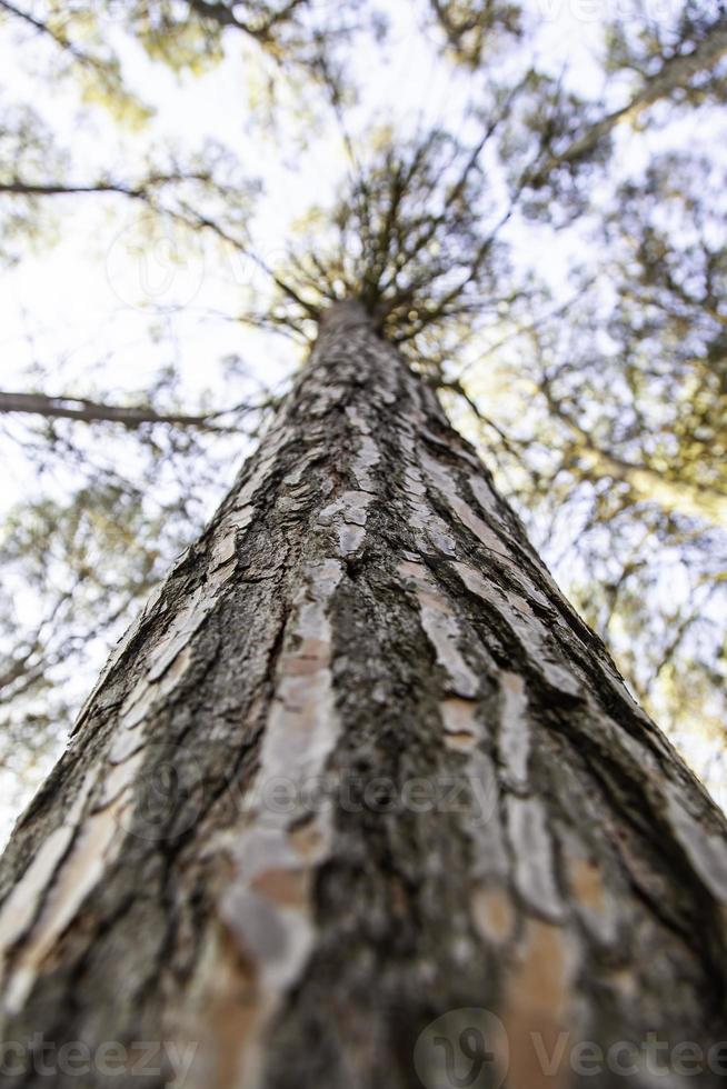 Tree Perspective Stock Photos, Images and Backgrounds for Free Download