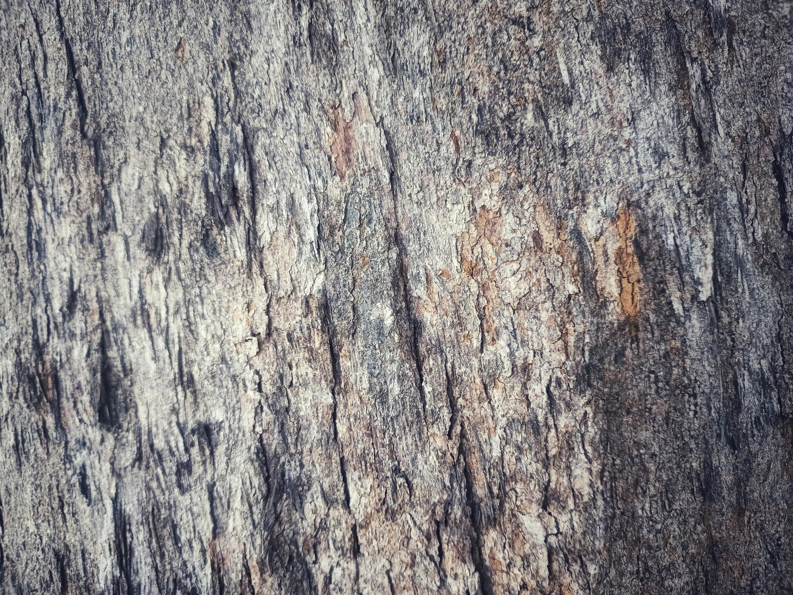 Bark texture pattern.Bark pattern is seamless texture from tree ...