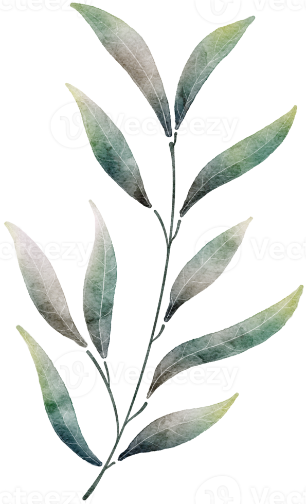 Leaf watercolor transparency. 10286156 PNG Leaf watercolor transparency. 10286156 PNG