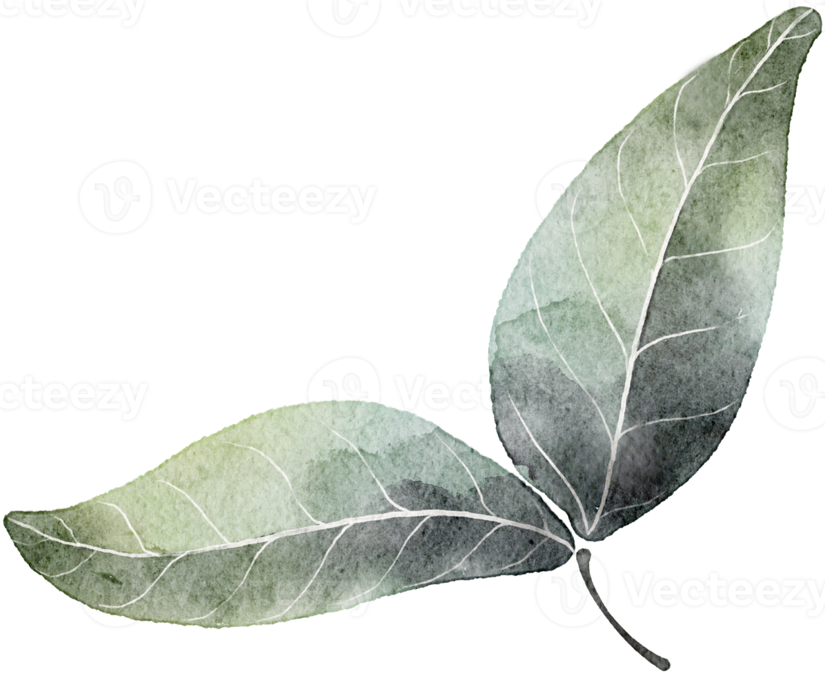 Leaf watercolor transparency. 10286188 PNG Leaf watercolor transparency. 10286188 PNG