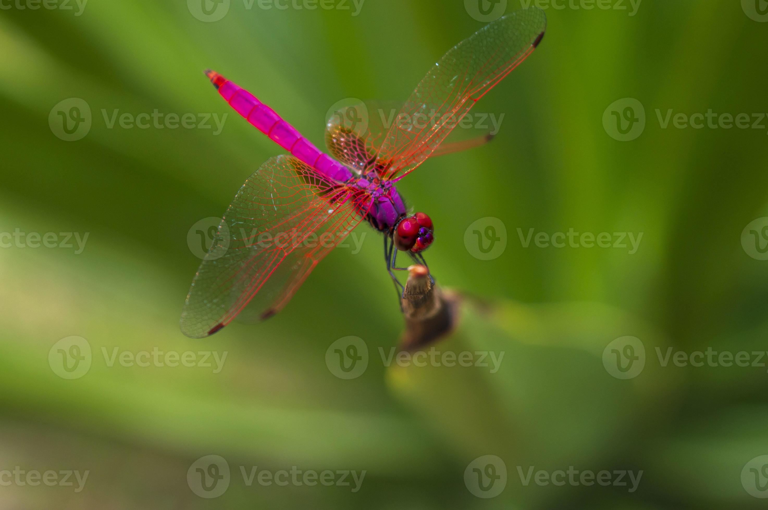 crimson marsh glider- a pink dragonfly perched on the tip of a leaf 10325088 Stock Photo at Vecteezy