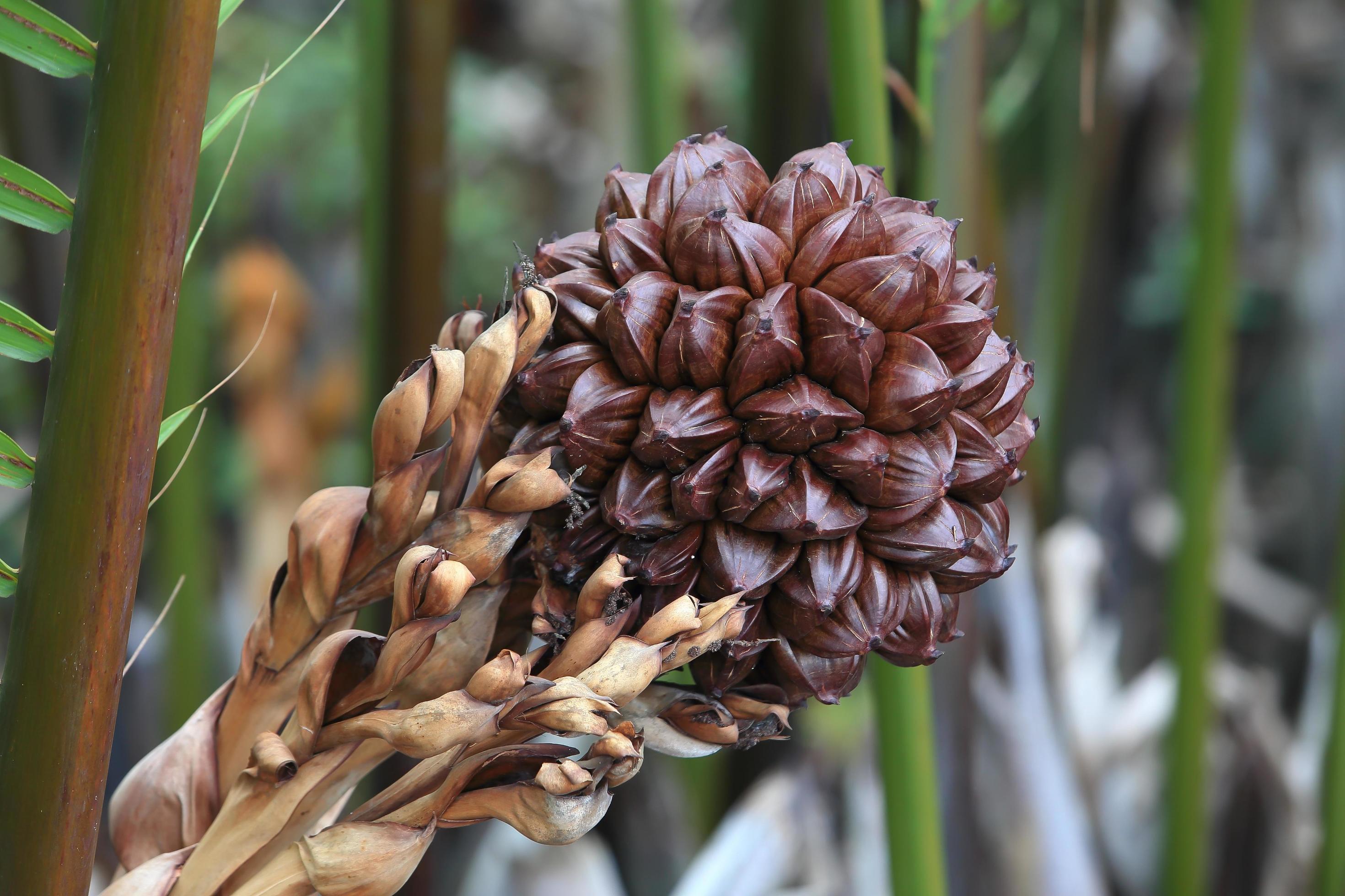 Nipa Palm Fruit 10383534 Stock Photo at Vecteezy