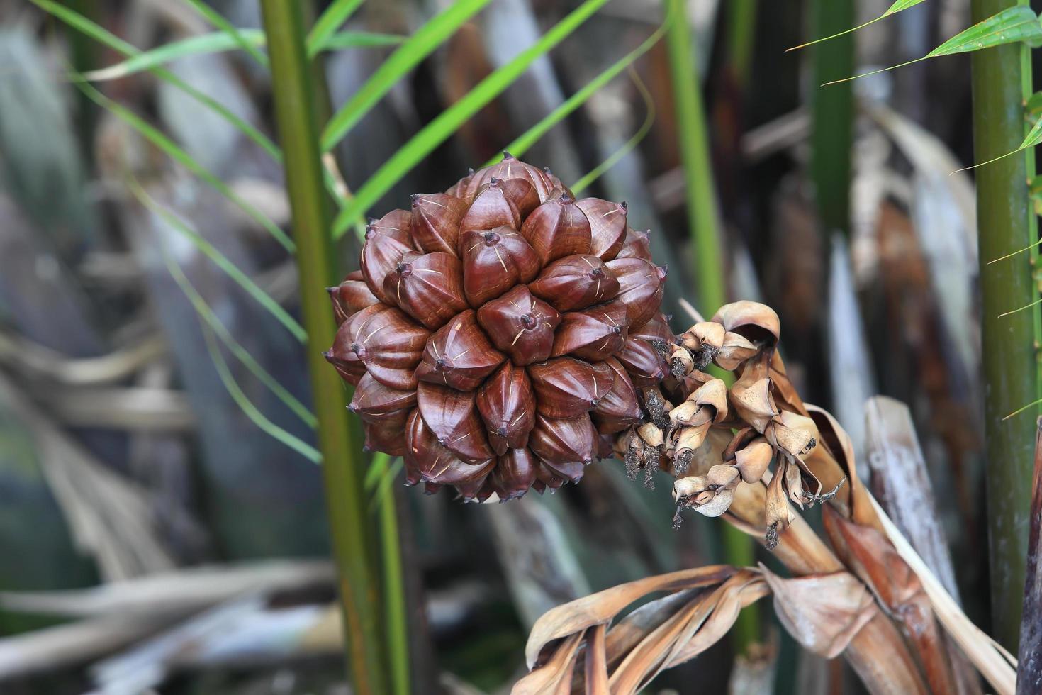 Nipa Palm Fruit 10383536 Stock Photo at Vecteezy
