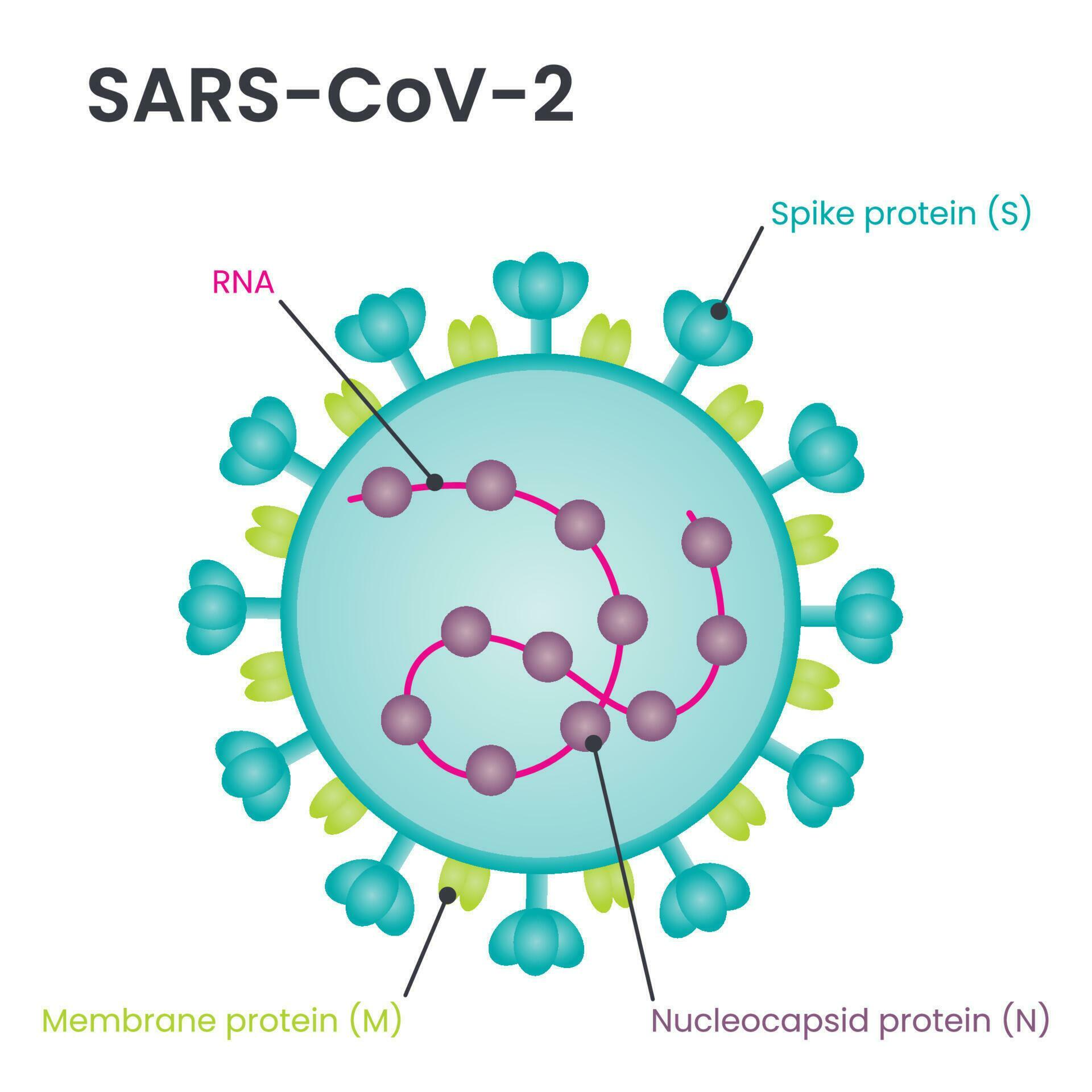 Sars Cov 2 Virus Structure 10386585 Vector Art At Vecteezy