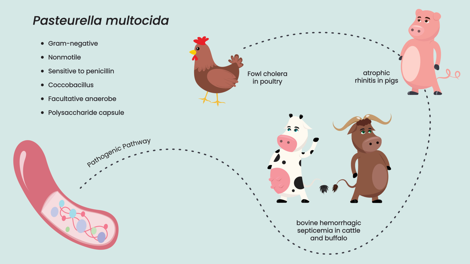 Pasteurella Multocida Bacterial Pathogenic Pathway 10386618 Vector Art