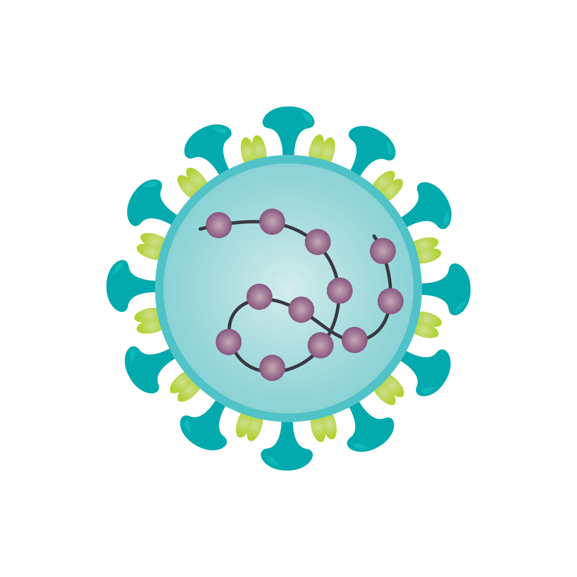 Sars Cov 2 Virus Structure 10386692 Vector Art At Vecteezy