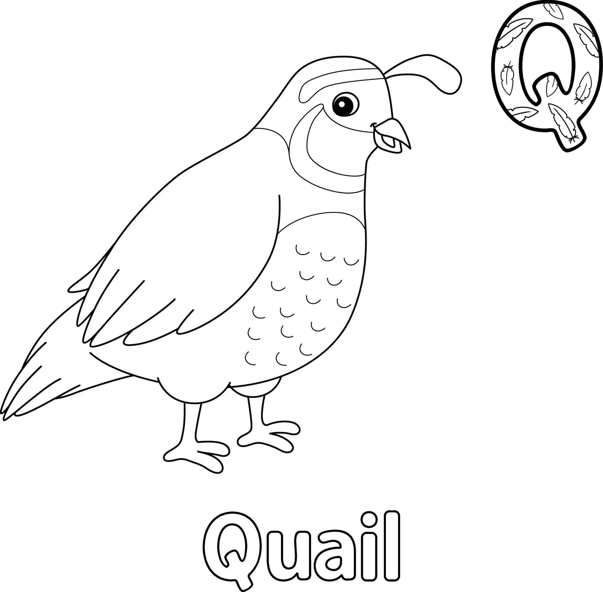 Quail Alphabet ABC Coloring Page Q 10387902 Vector Art at Vecteezy
