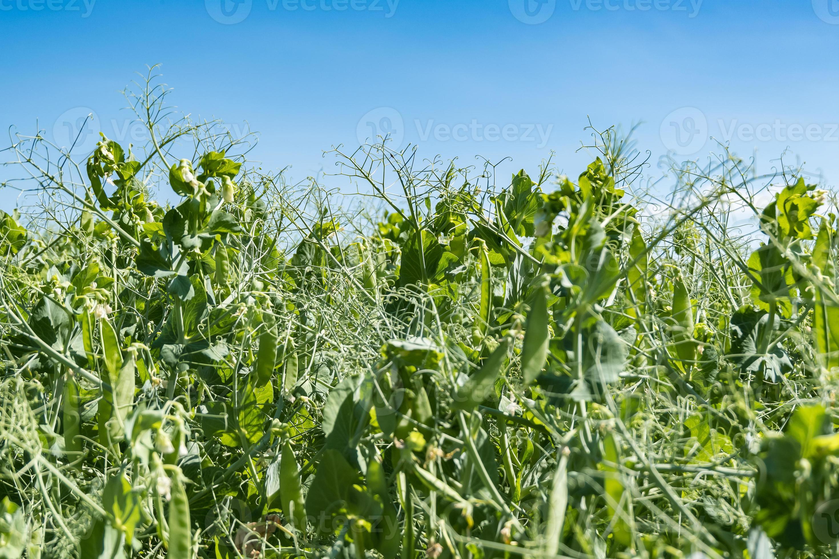 huge field of green peas on blue sky background 10395490 Stock Photo at ...