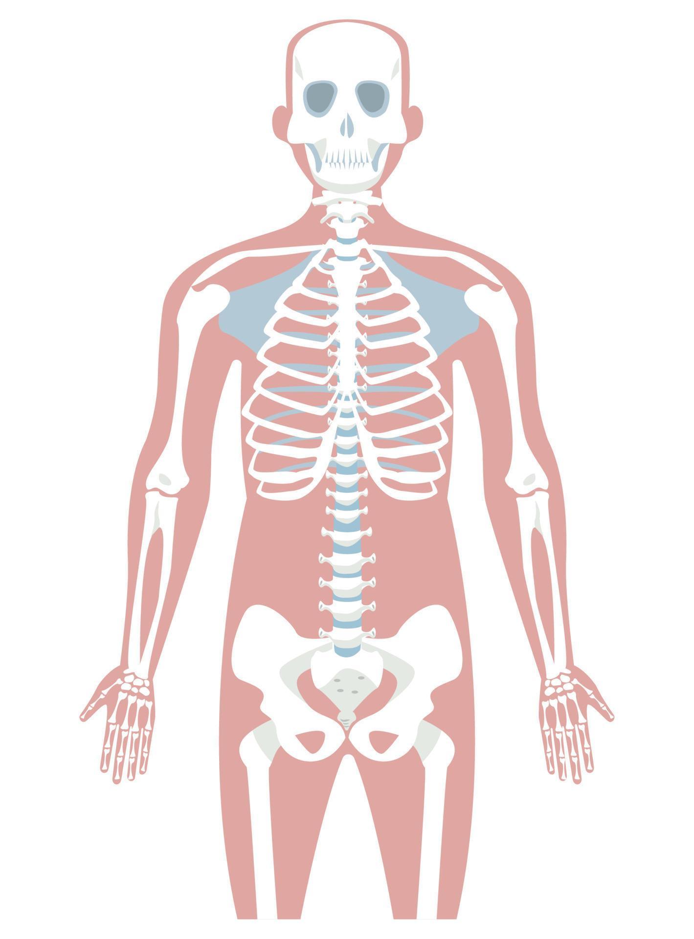 Human Bones Design 10457374 Vector Art At Vecteezy