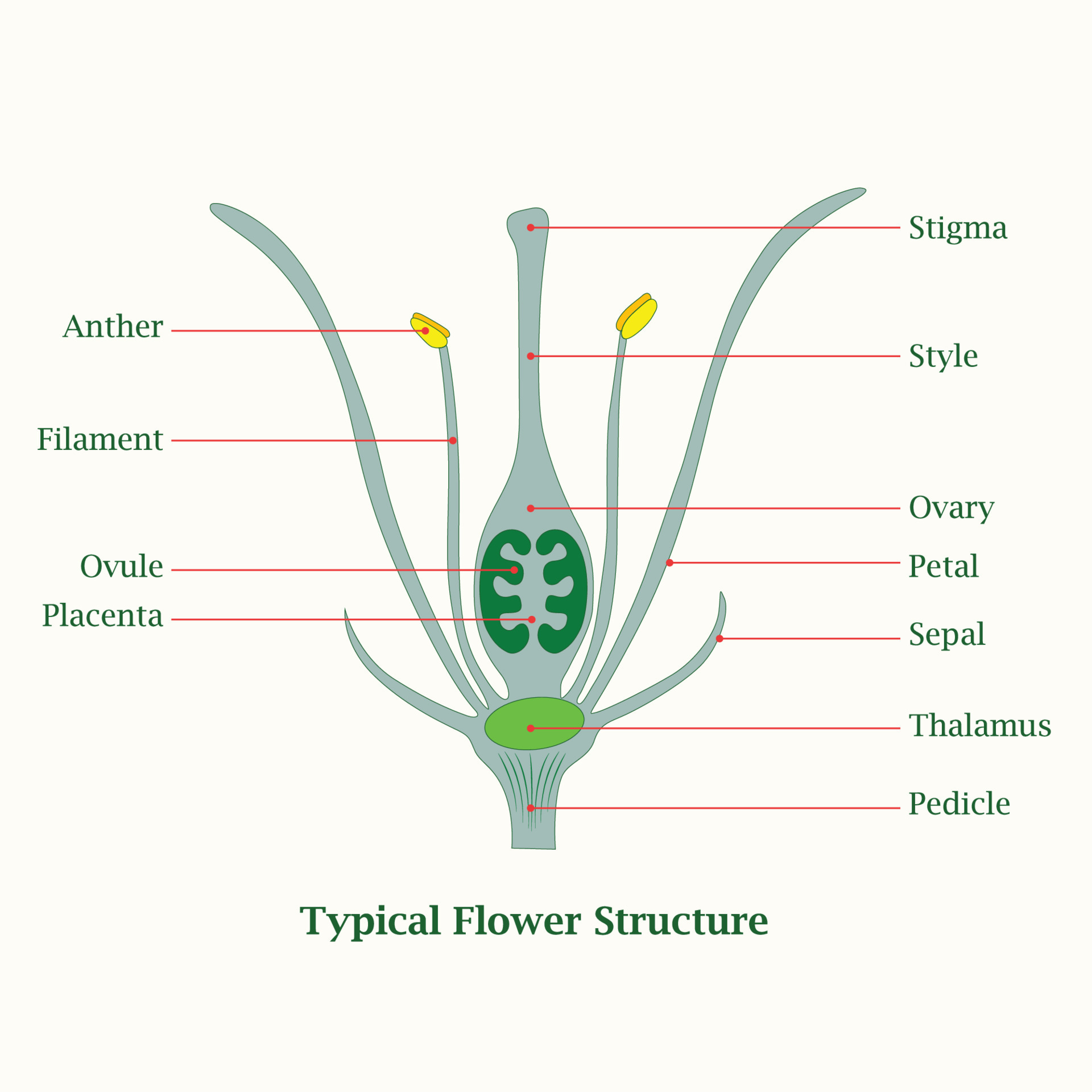 Typical Flower Structure Illustration Design 10489936 Vector Art at ... Typical Flower Structure Illustration Design 10489936 Vector Art at ...