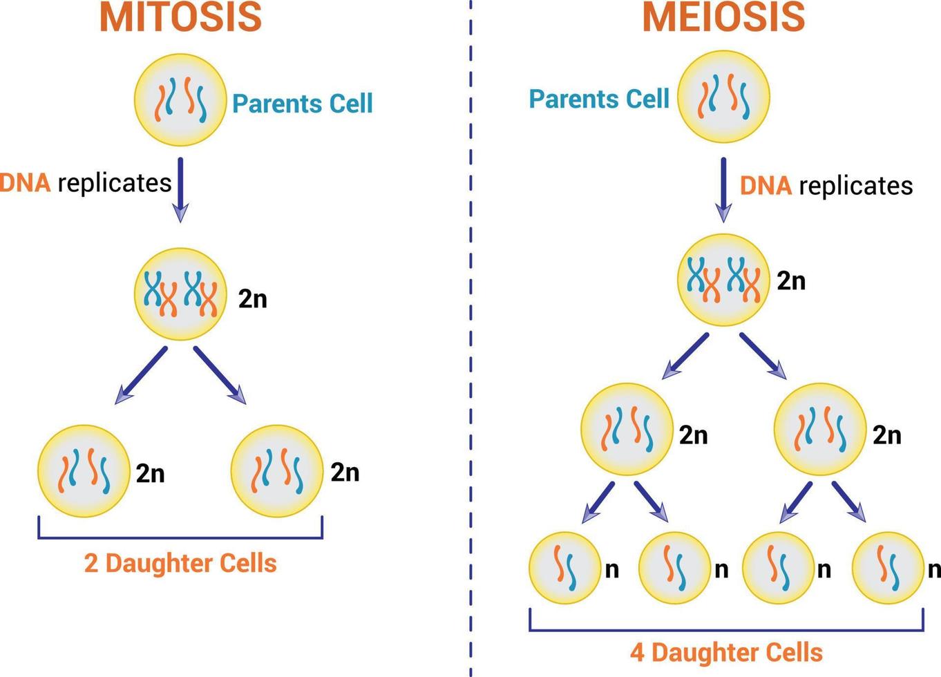 Differences Between Meiosis And Mitosis Colorful Symbols. Vector ... Differences Between Meiosis And Mitosis Colorful Symbols. Vector ...