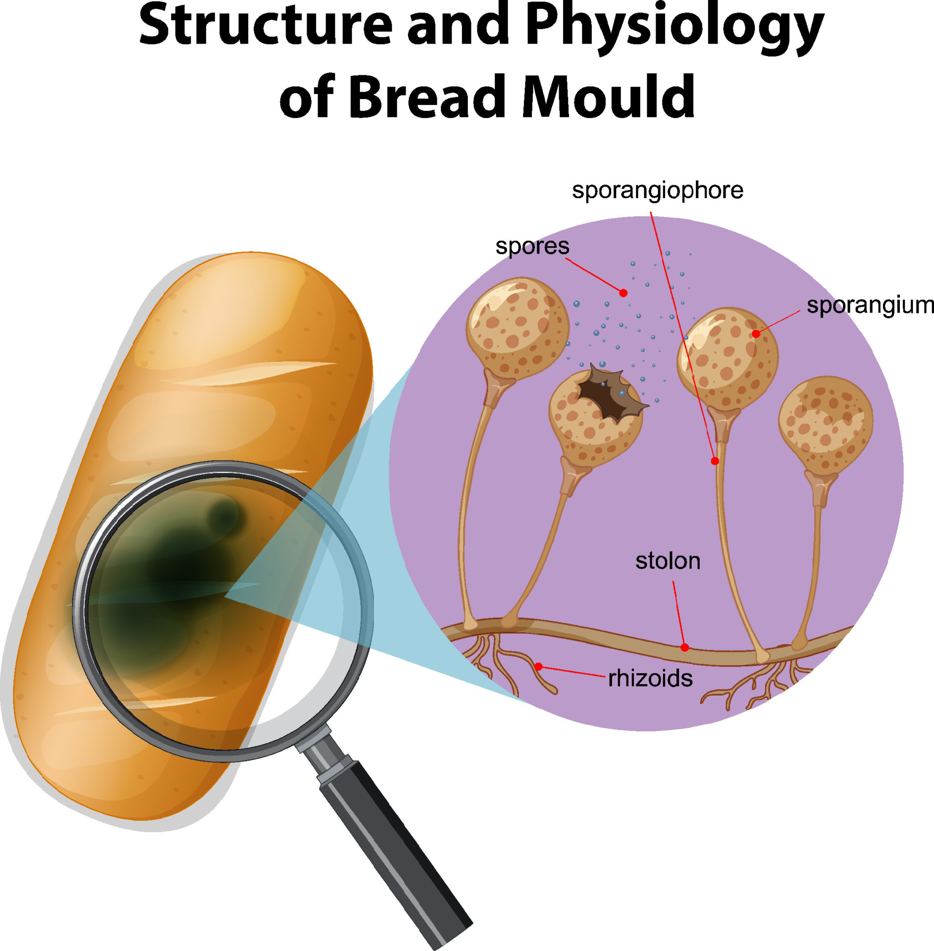 structure and physiology of bread mold 10517958 Vector Art at Vecteezy structure and physiology of bread mold 10517958 Vector Art at Vecteezy