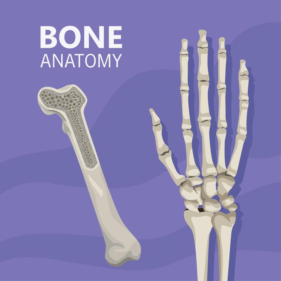 Hand Realistic Human Bone 10529371 Vector Art At Vecteezy
