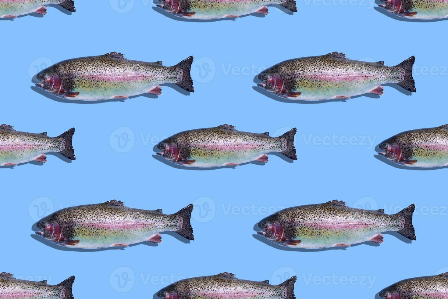 Seamless pattern of raw rainbow trout closeup isolated on blue ...