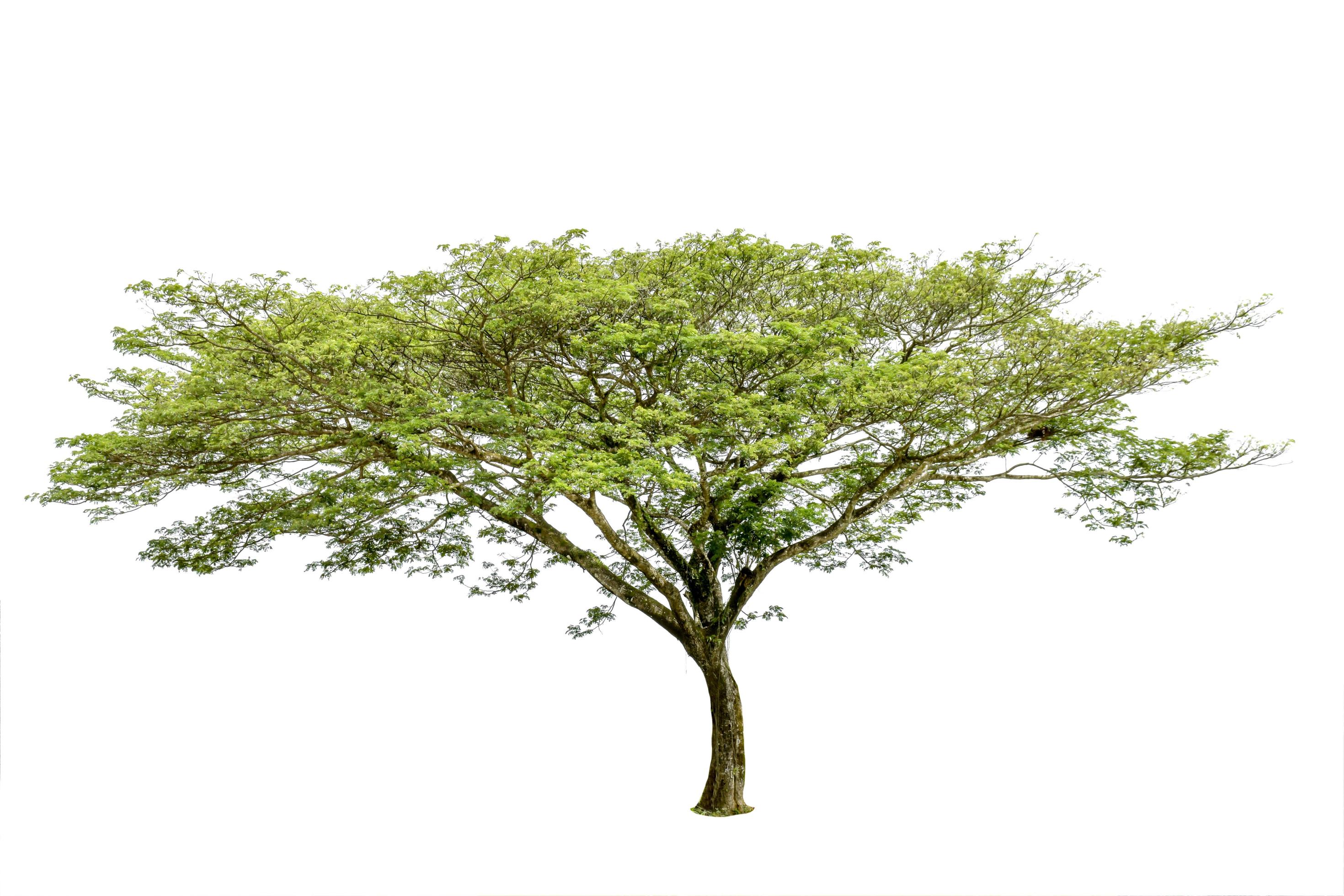 Big green tree isolated on white background 10583831 Stock Photo at ...