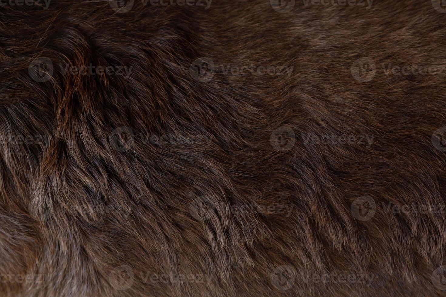 Close up view of the felted of shiny healthy dog dark brown hair of ...