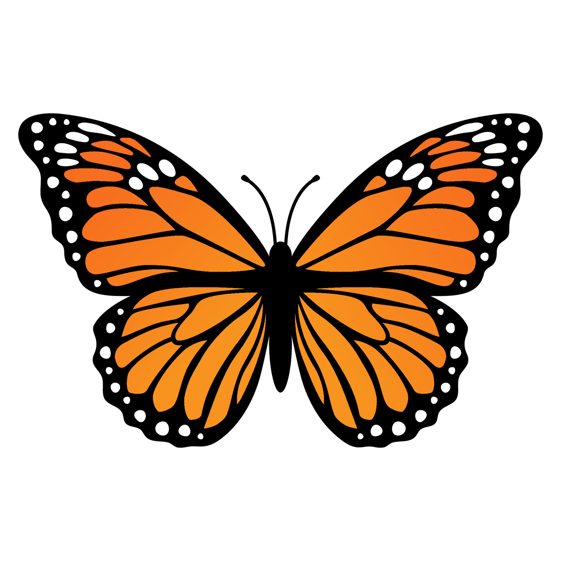 Monarch Butterfly Vector Illustration Isolated On White Background