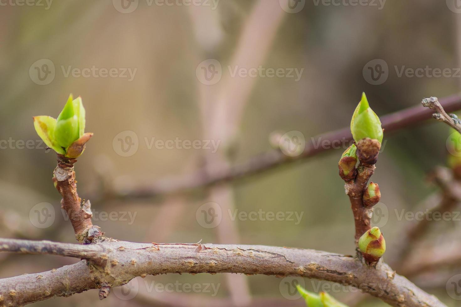 close up of tree branch with first leaves buds. Spring background with ...