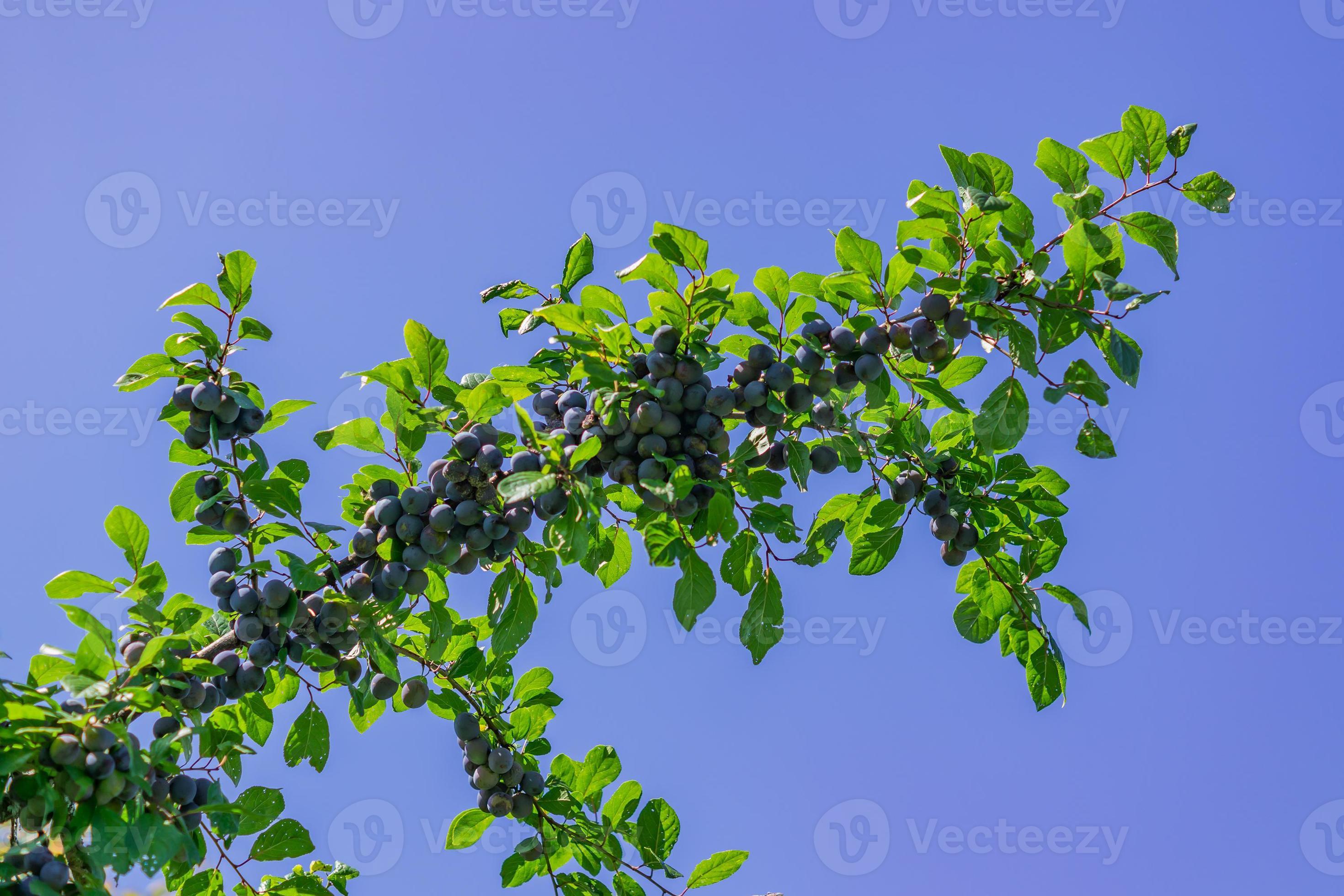 Branch of the plum tree lit by the sun. Purple juicy fruits in the ...