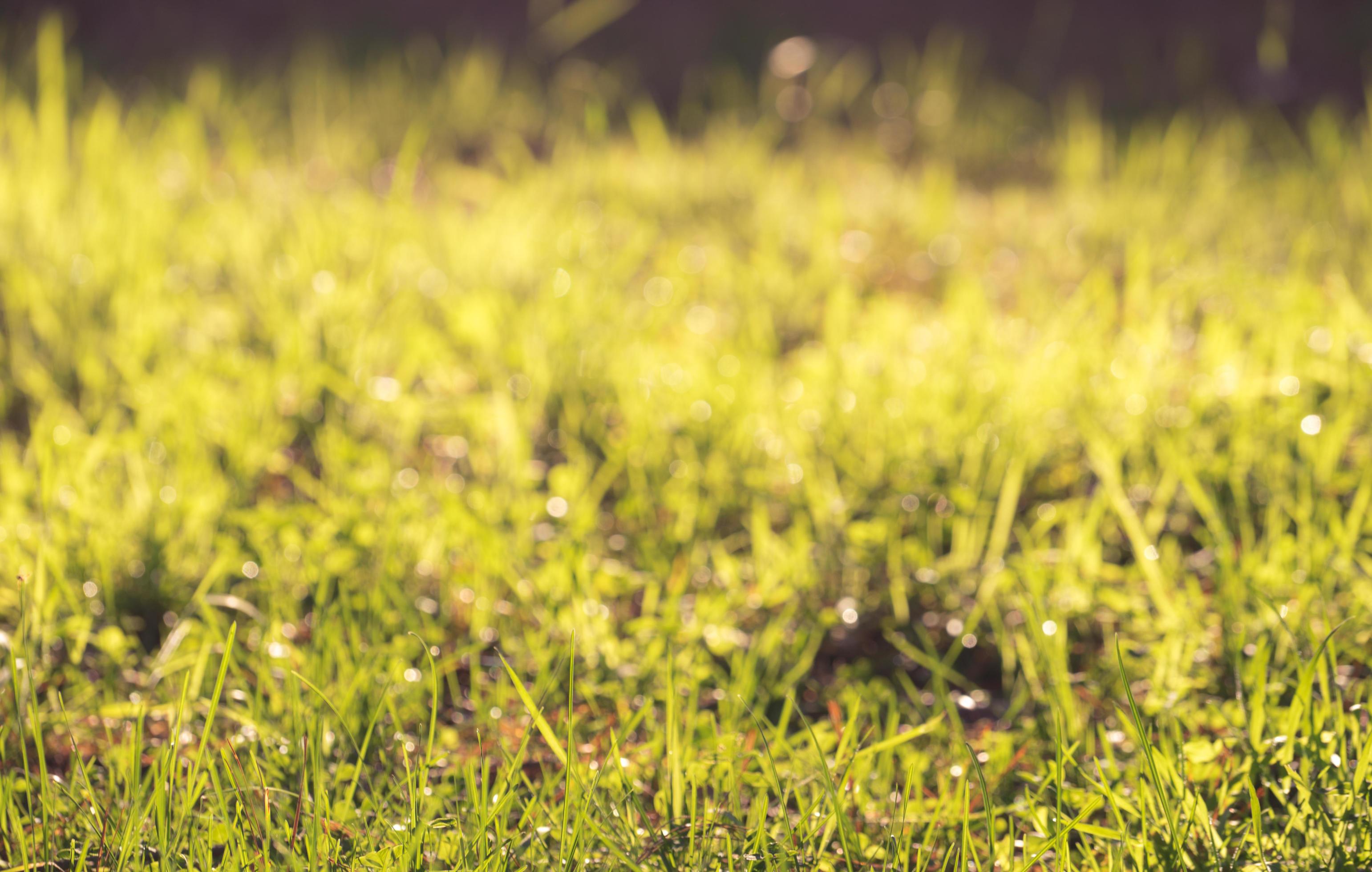 Natural Green lawn background with selective focus. 10617614 Stock ...