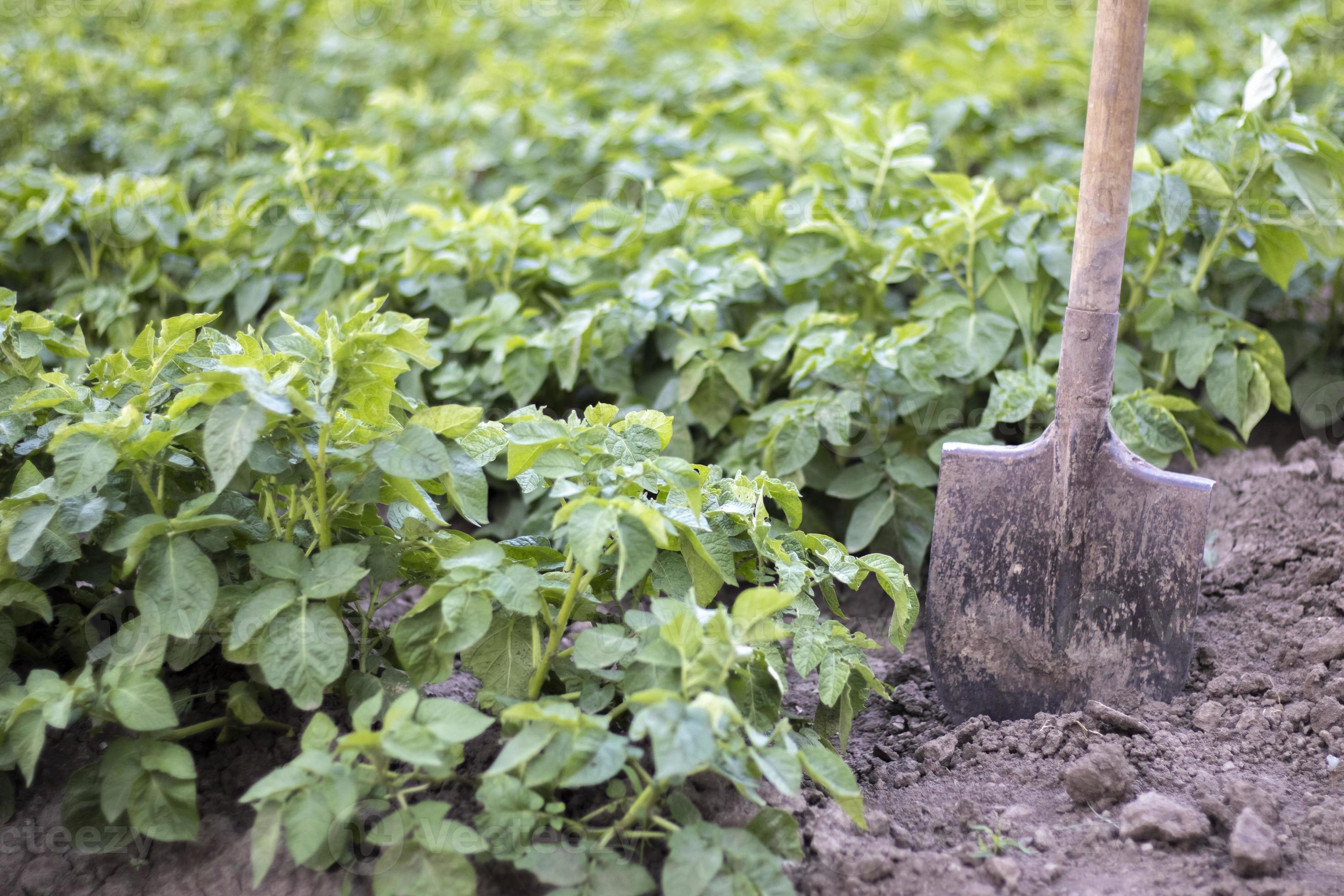 Shovel on the background of potato bushes. Digging up a young potato tuber from the ground on a ...