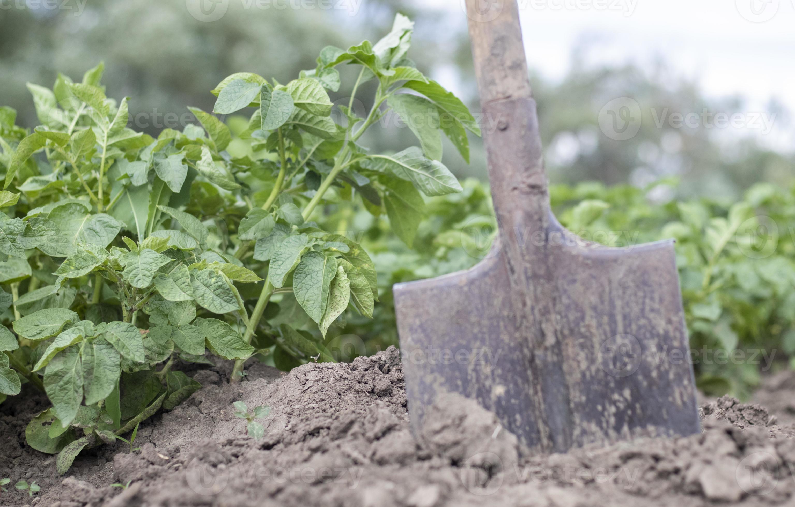 Shovel on the background of potato bushes. Digging up a young potato tuber from the ground on a ...