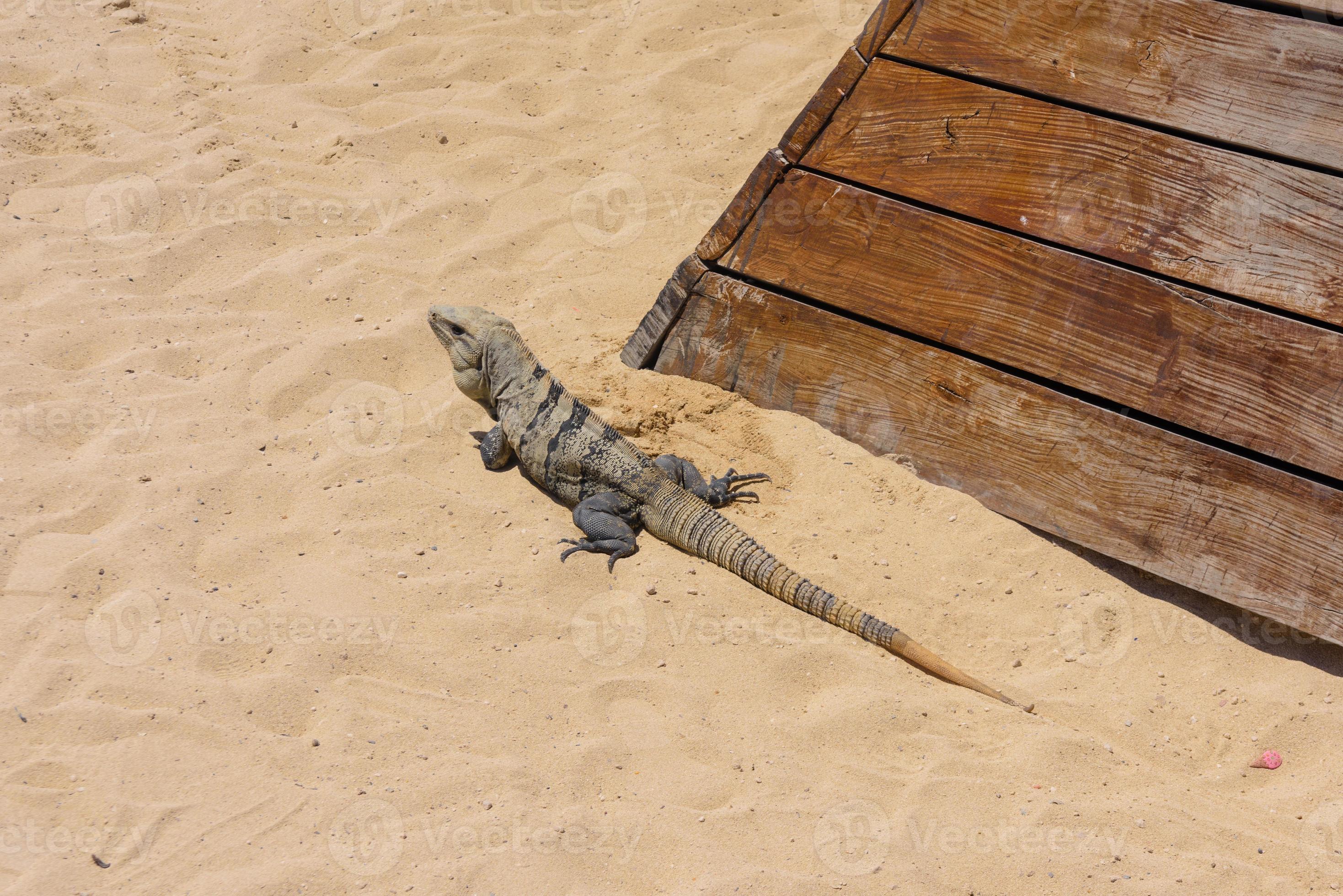 Iguana lizard on a sandy beach near Cancun, Mexico 10645998 Stock Photo at Vecteezy