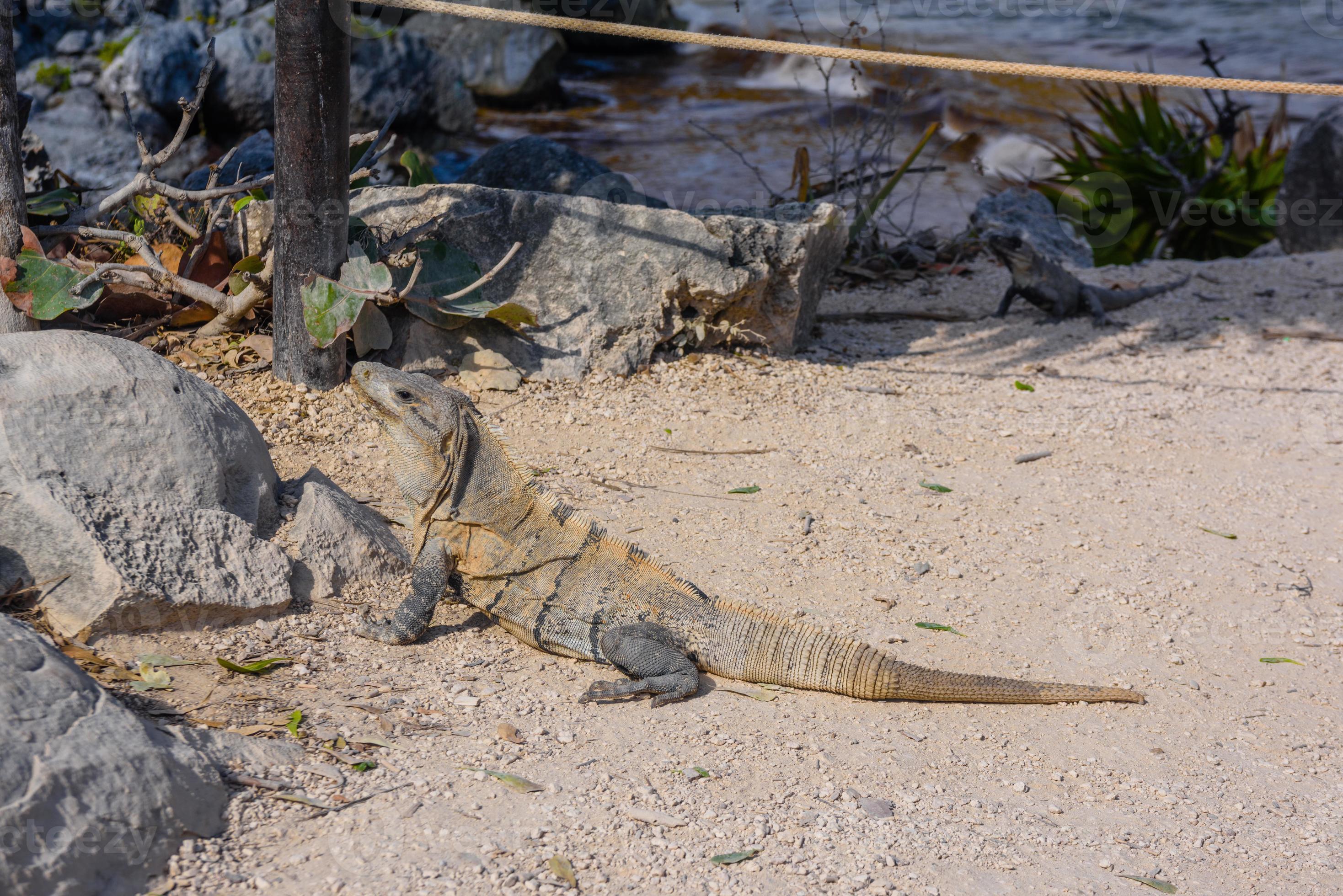 Gray iguana lizard sitting on the ground with leaves, Mayan Ruins in Tulum, Riviera Maya ...