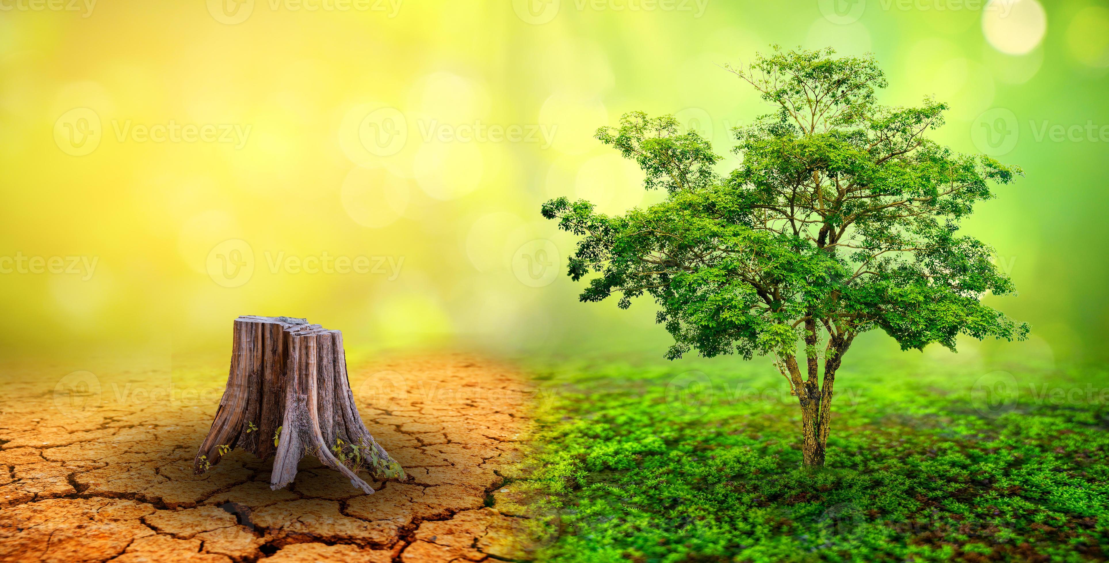 tree in two with very different environments Earth Day or World ... tree in two with very different environments Earth Day or World ...