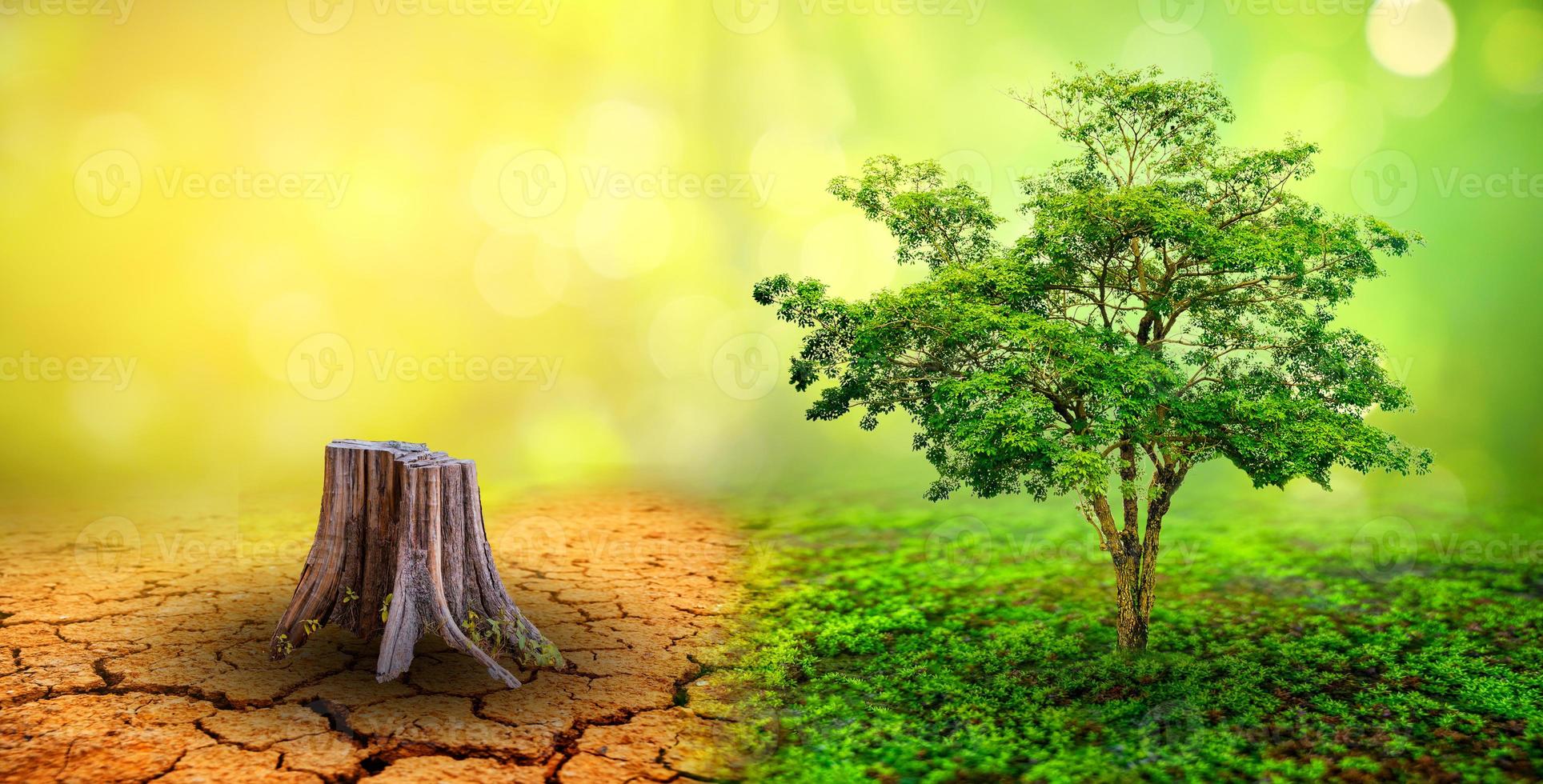 tree in two with very different environments Earth Day or World Environment Day Global Warming ...