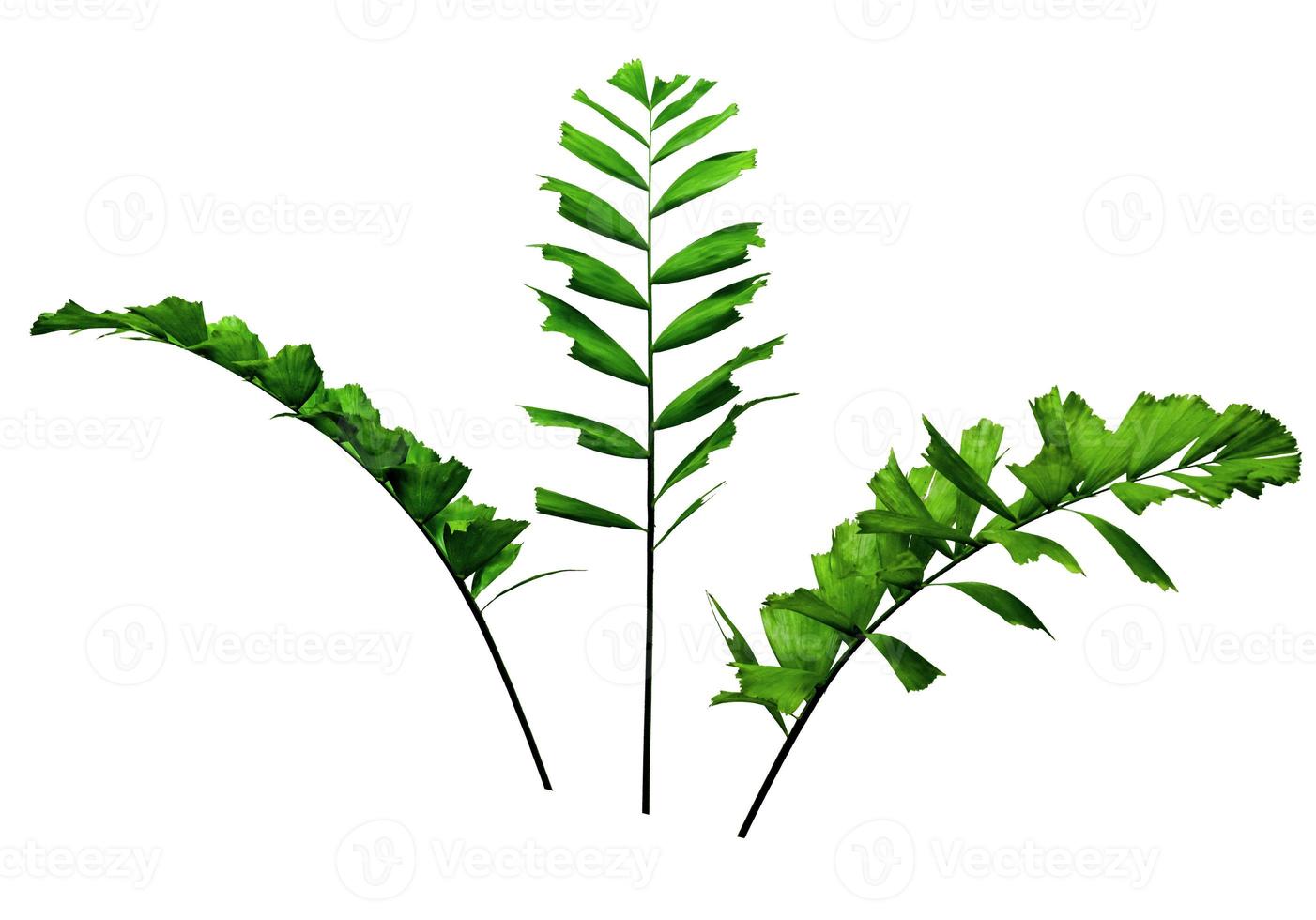 Green Leaves Pattern Tropical Palm Leaf Isolated On White Background