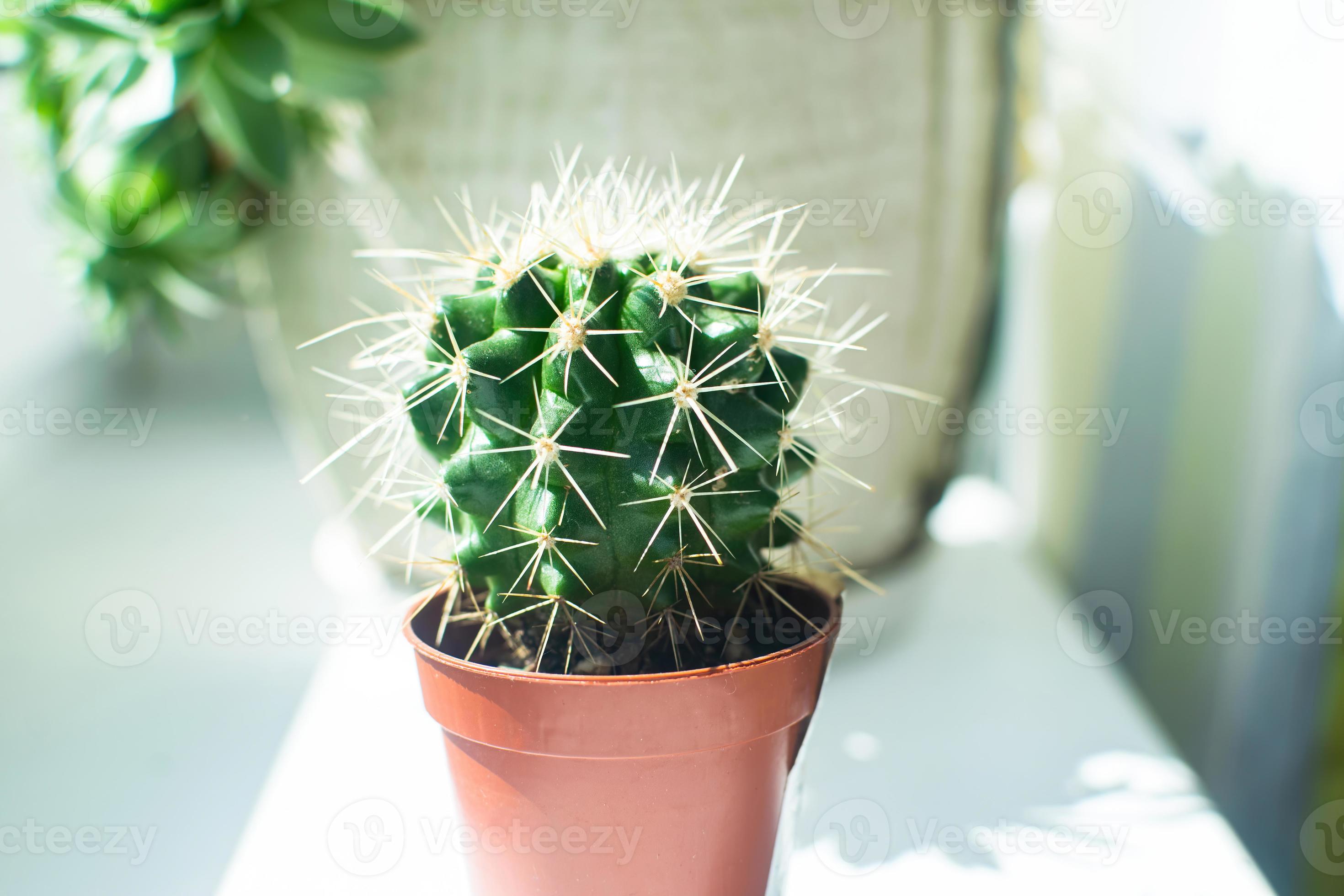 Close up of beautiful cactus Echinocactus in the sun on the window. 10722970 Stock Photo at Vecteezy